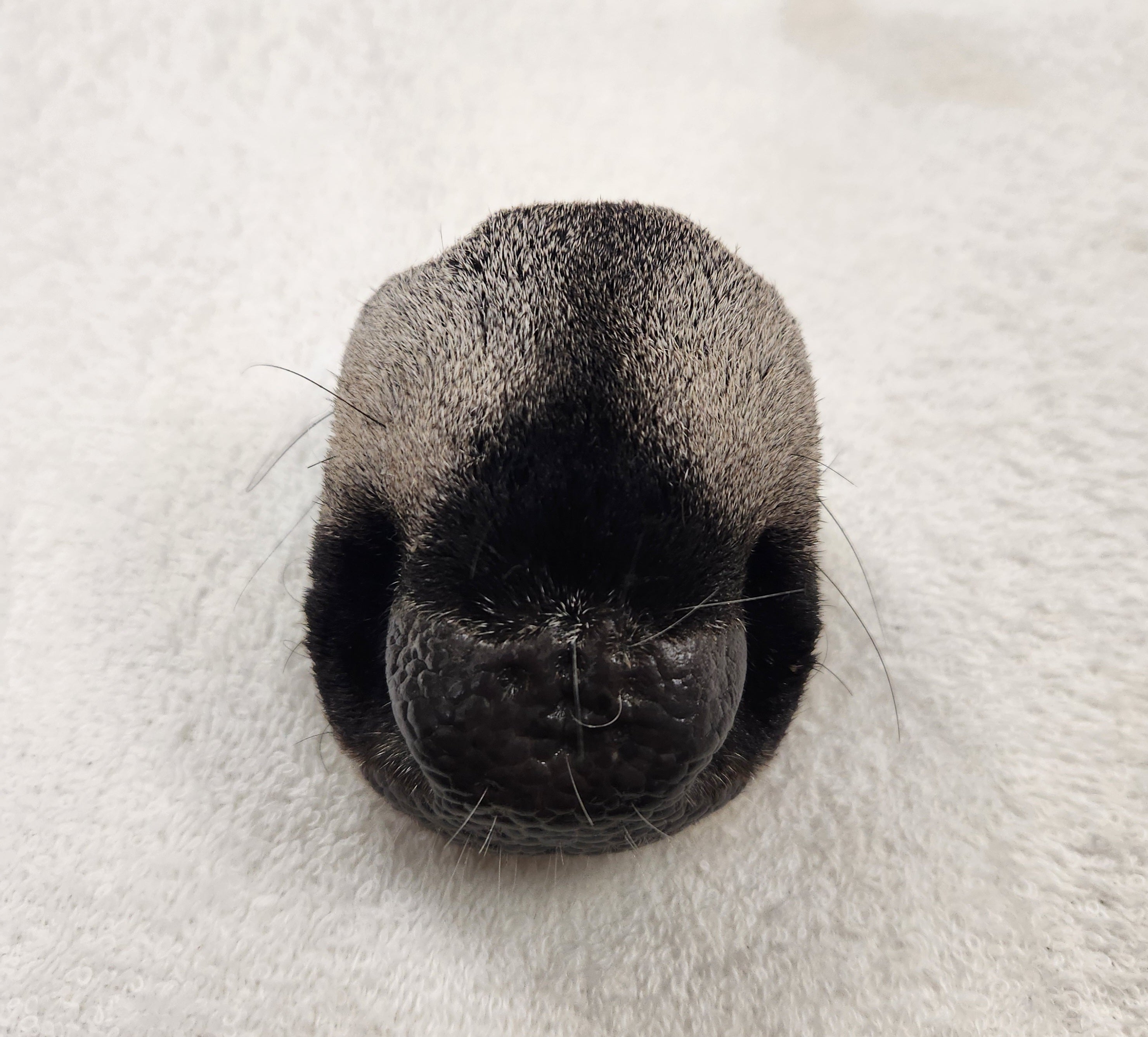 Animal Nose Structures- Wet Specimens – THE IDAHO FUR SHACK