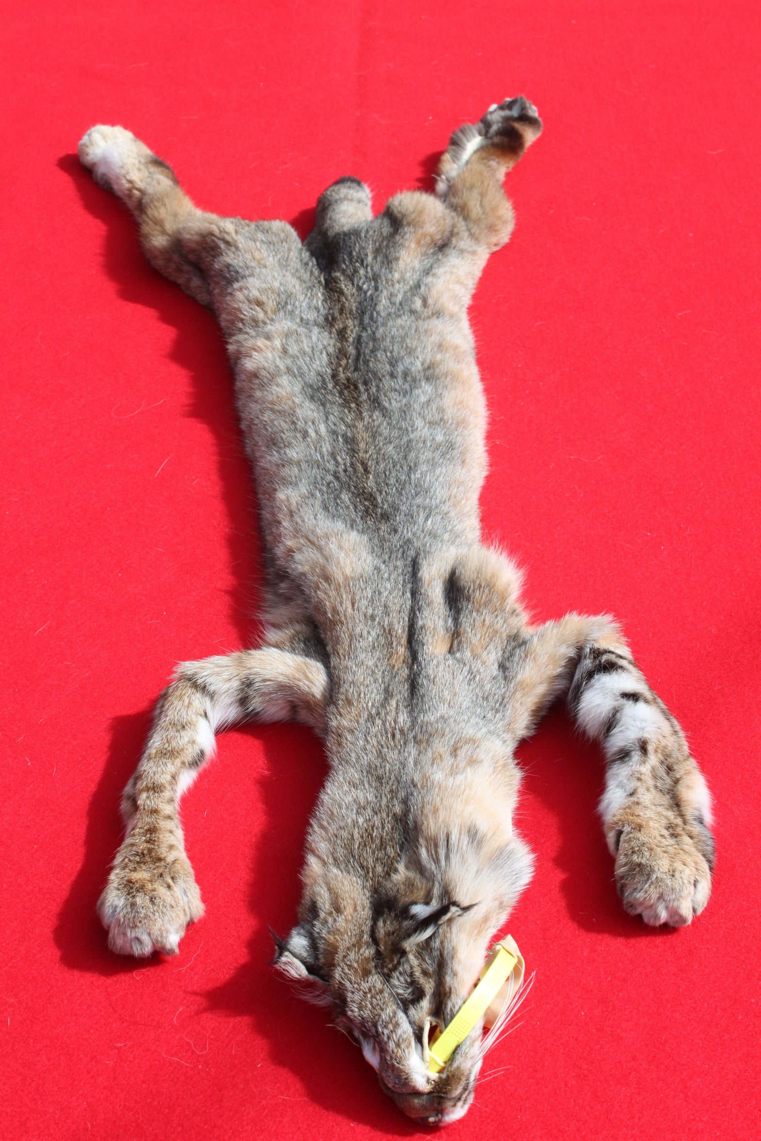 Taxidermyy Quality Tanned N Idaho Female Bobcat 2023 02 The
