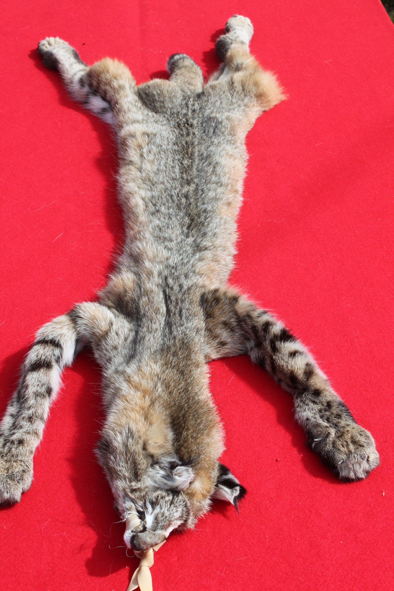 Taxidermy Quality Tanned N Idaho Xxxtra Large Male Bobcat 2023 06