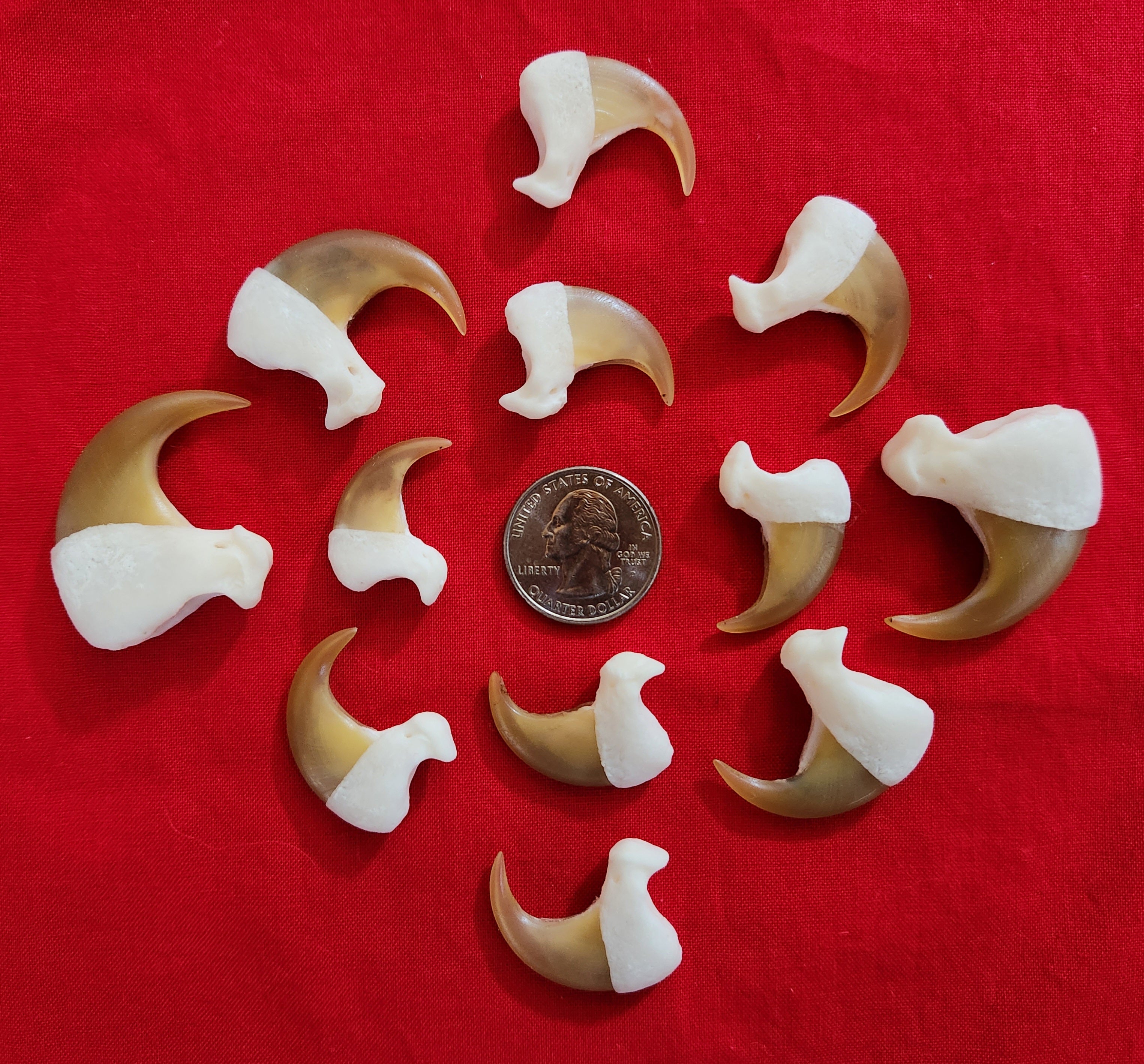 Mountain Lion Claws & Teeth – THE IDAHO FUR SHACK