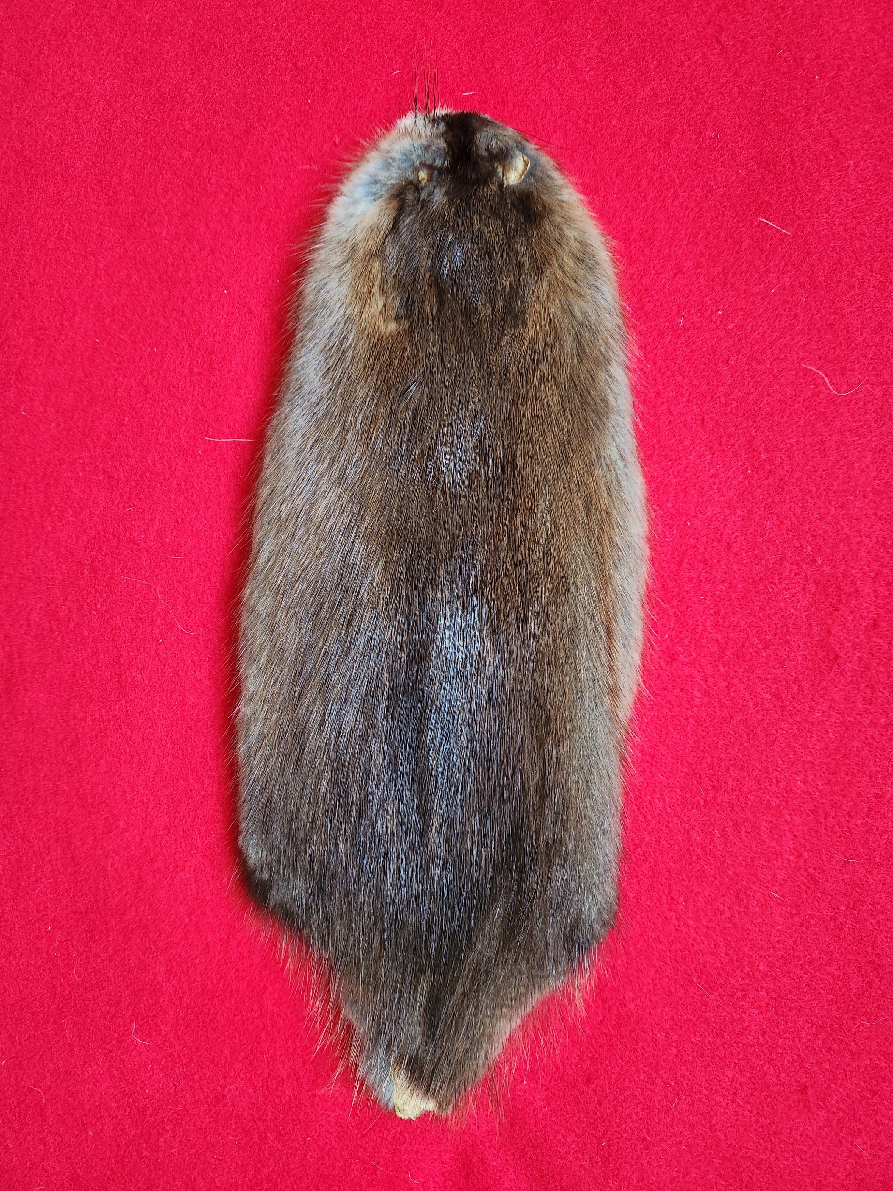 Eastern Muskrats - MSK1004 – THE IDAHO FUR SHACK