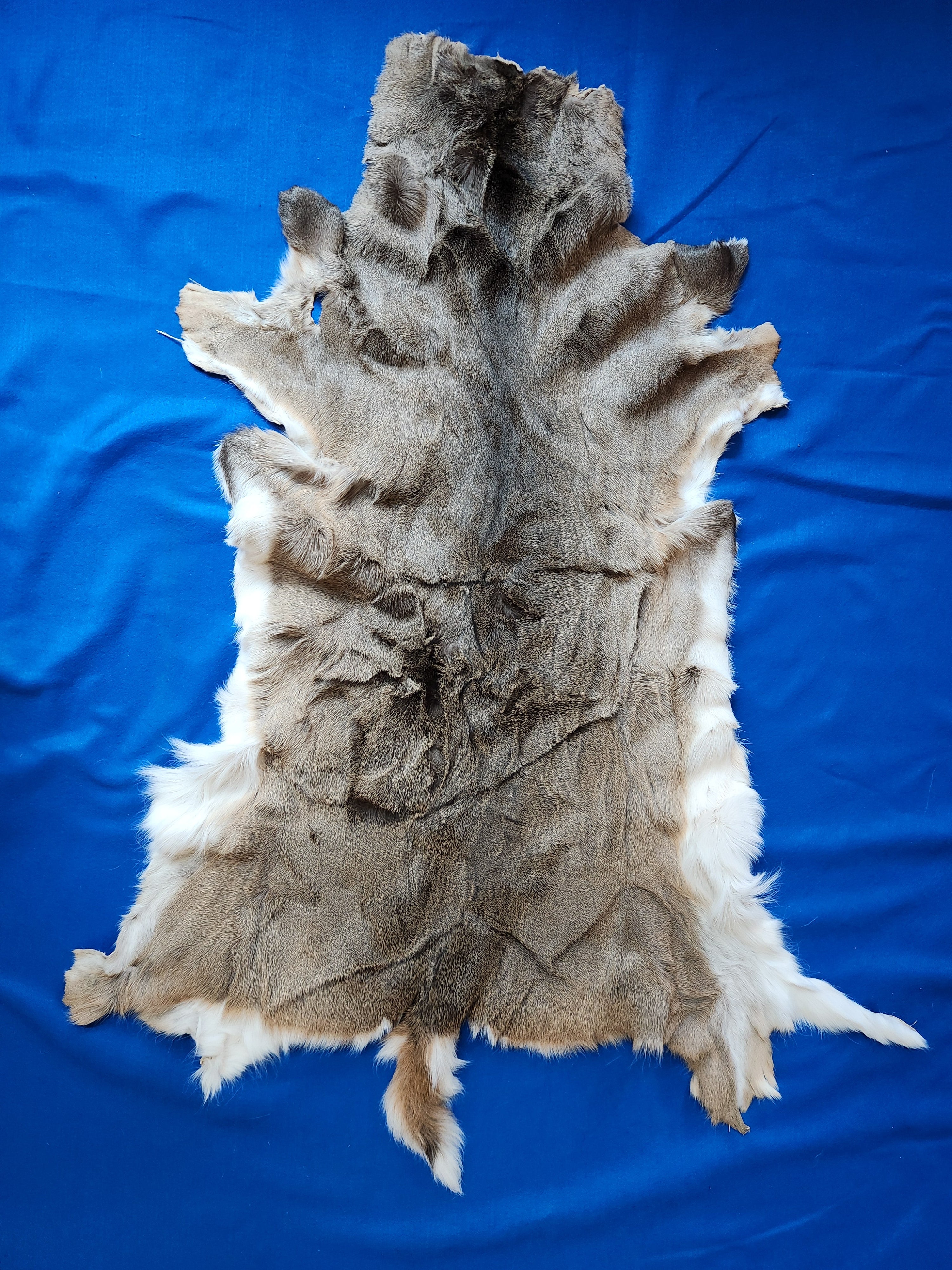 Whitetail Deer Hide - WTD1002 – THE IDAHO FUR SHACK