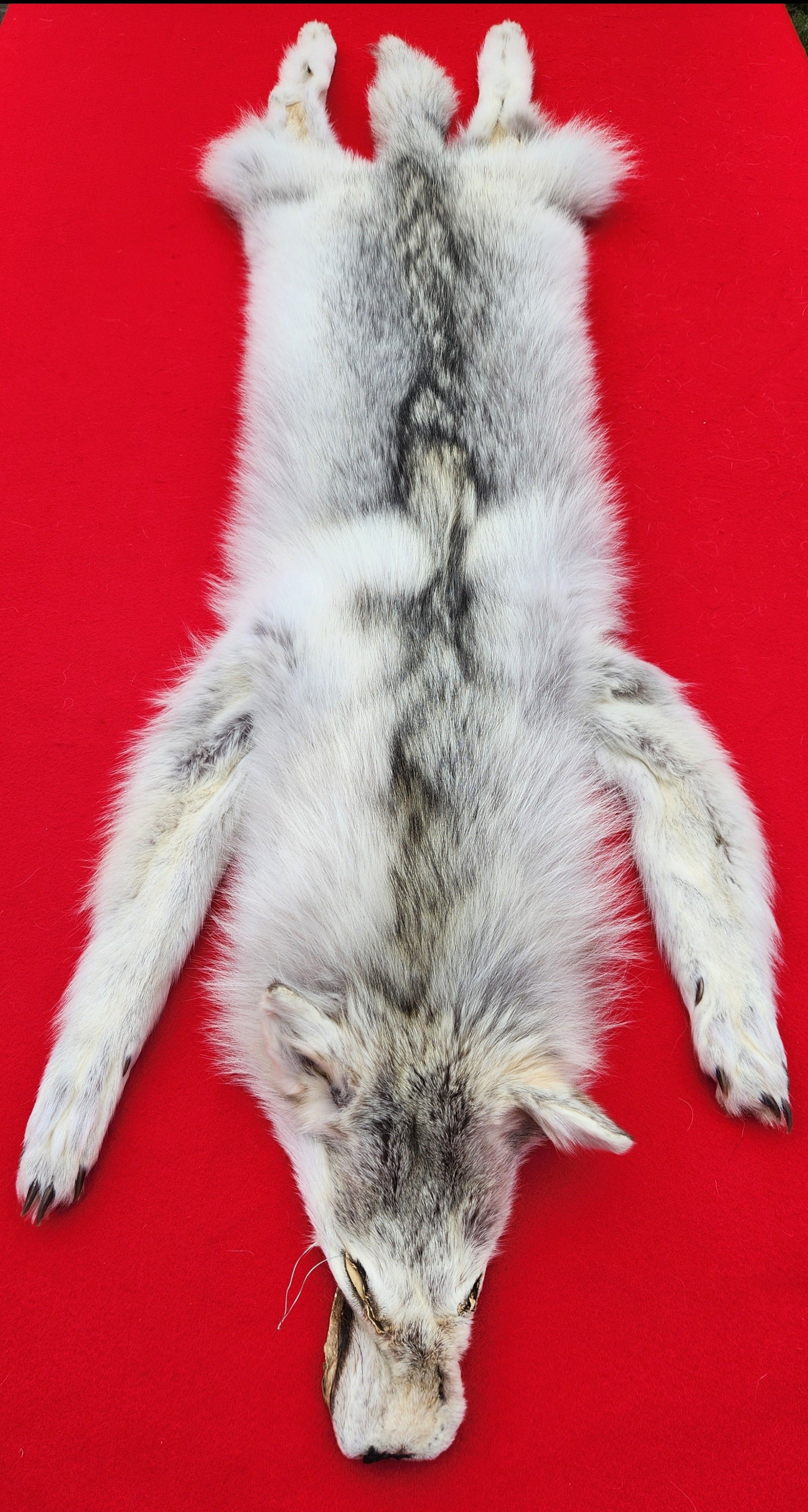 Canadian Arctic Wolf - Has FEET & CLAWS - WLF1027 – THE IDAHO FUR SHACK