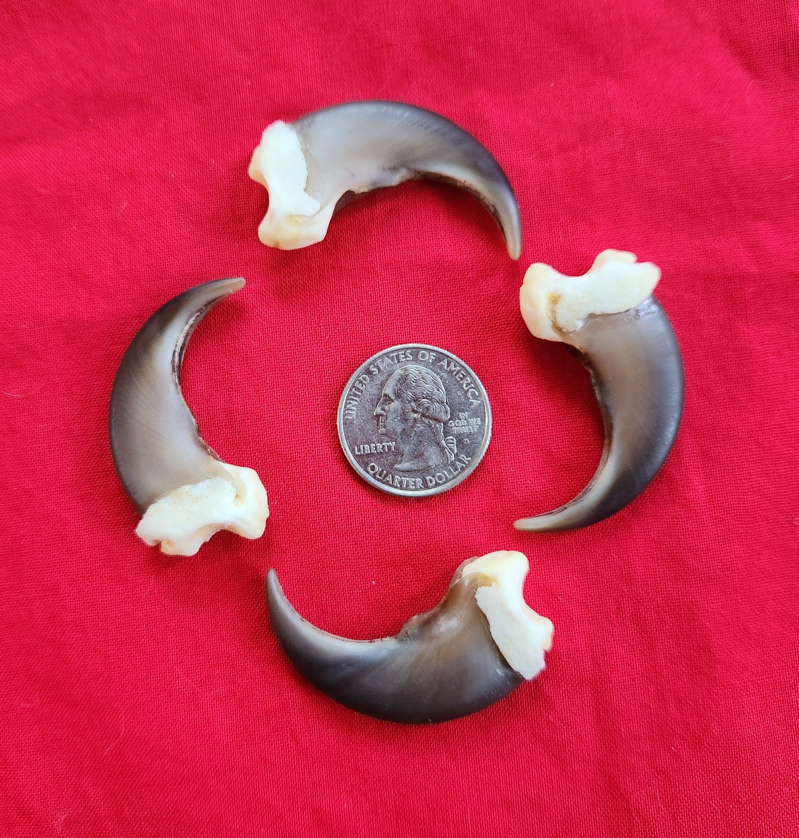 Black Bear Claws - Fronts - Regular Color – THE IDAHO FUR SHACK