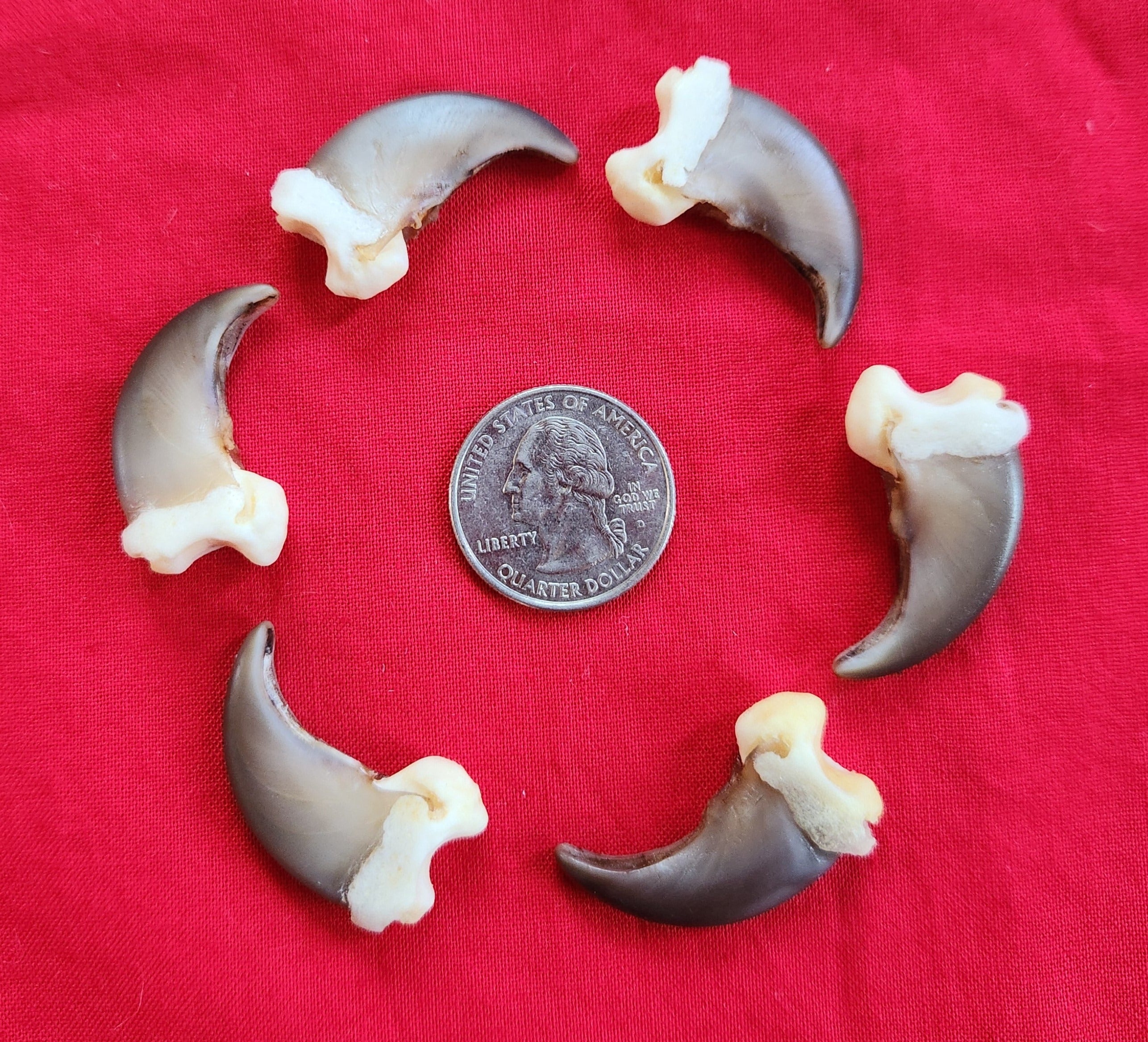 Black Bear Claws - Rears - Regular Color – THE IDAHO FUR SHACK