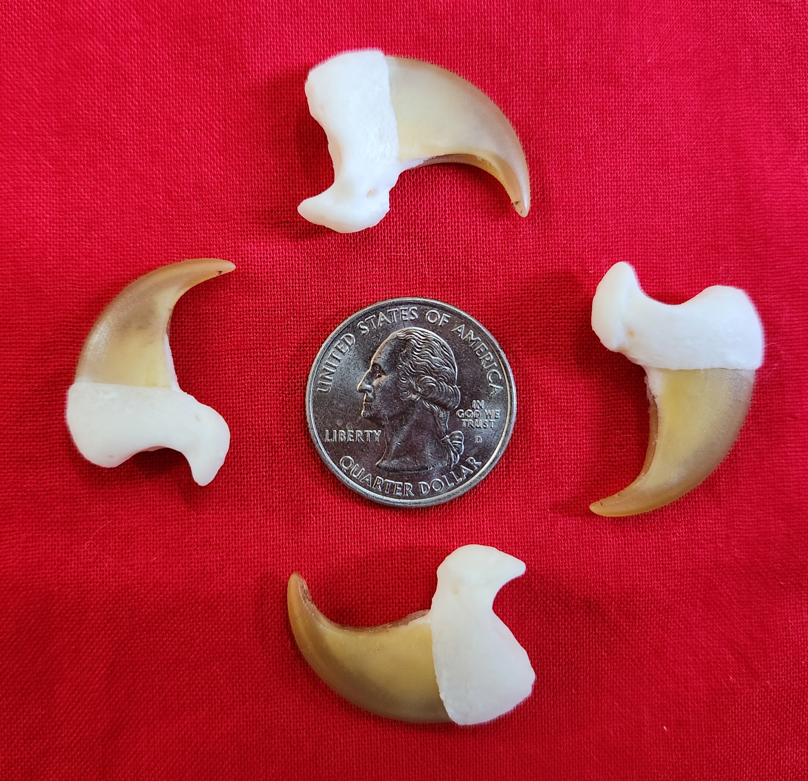 Mountain Lion Claws - Rears – THE IDAHO FUR SHACK