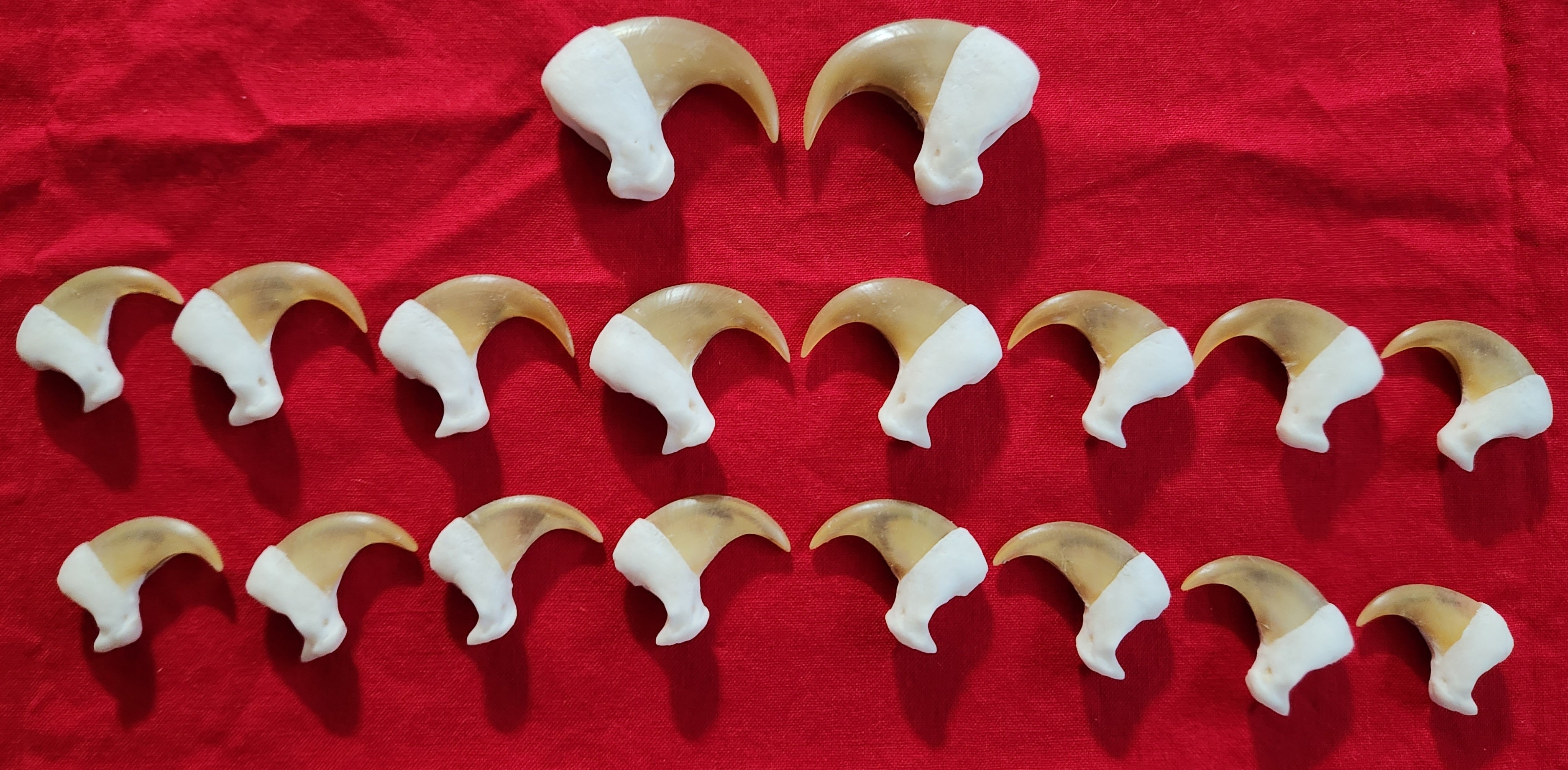 Mountain Lion Claws - Complete Sets – THE IDAHO FUR SHACK