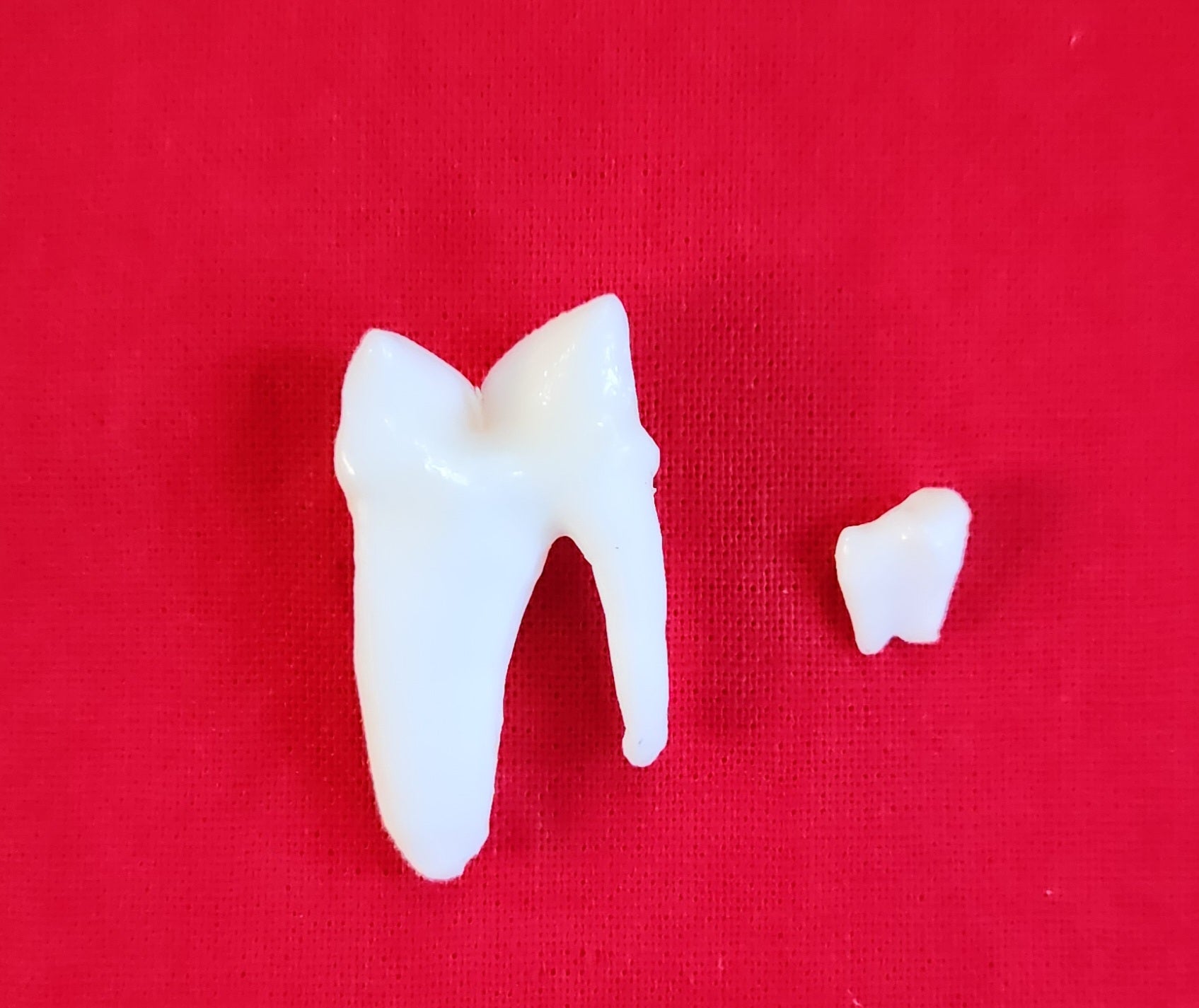 Mountain Lion Teeth - Molars – THE IDAHO FUR SHACK