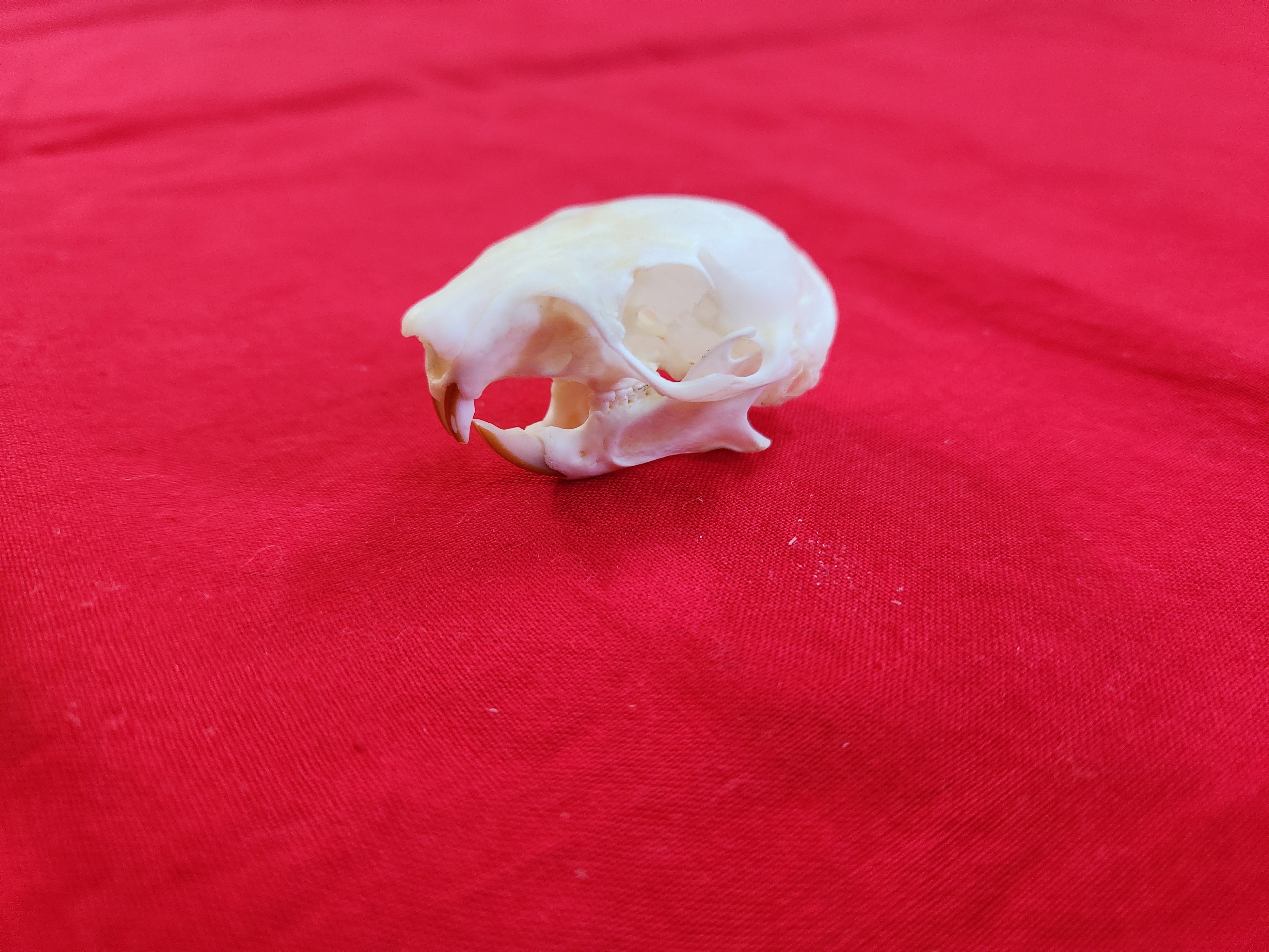 Large Western Red Squirrel Skull RSS1002 – THE IDAHO FUR SHACK