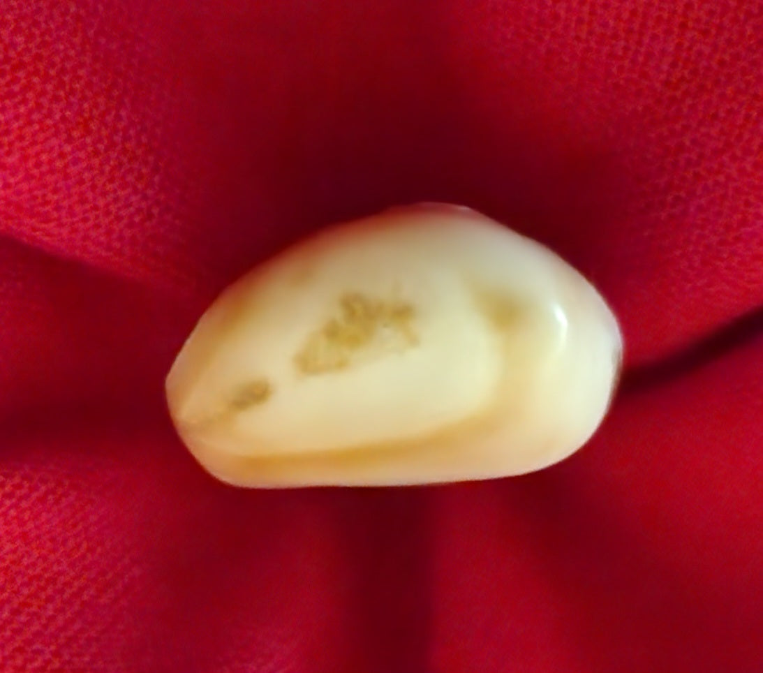 #2 Color Cow Elk Tusks/Canines – IFS