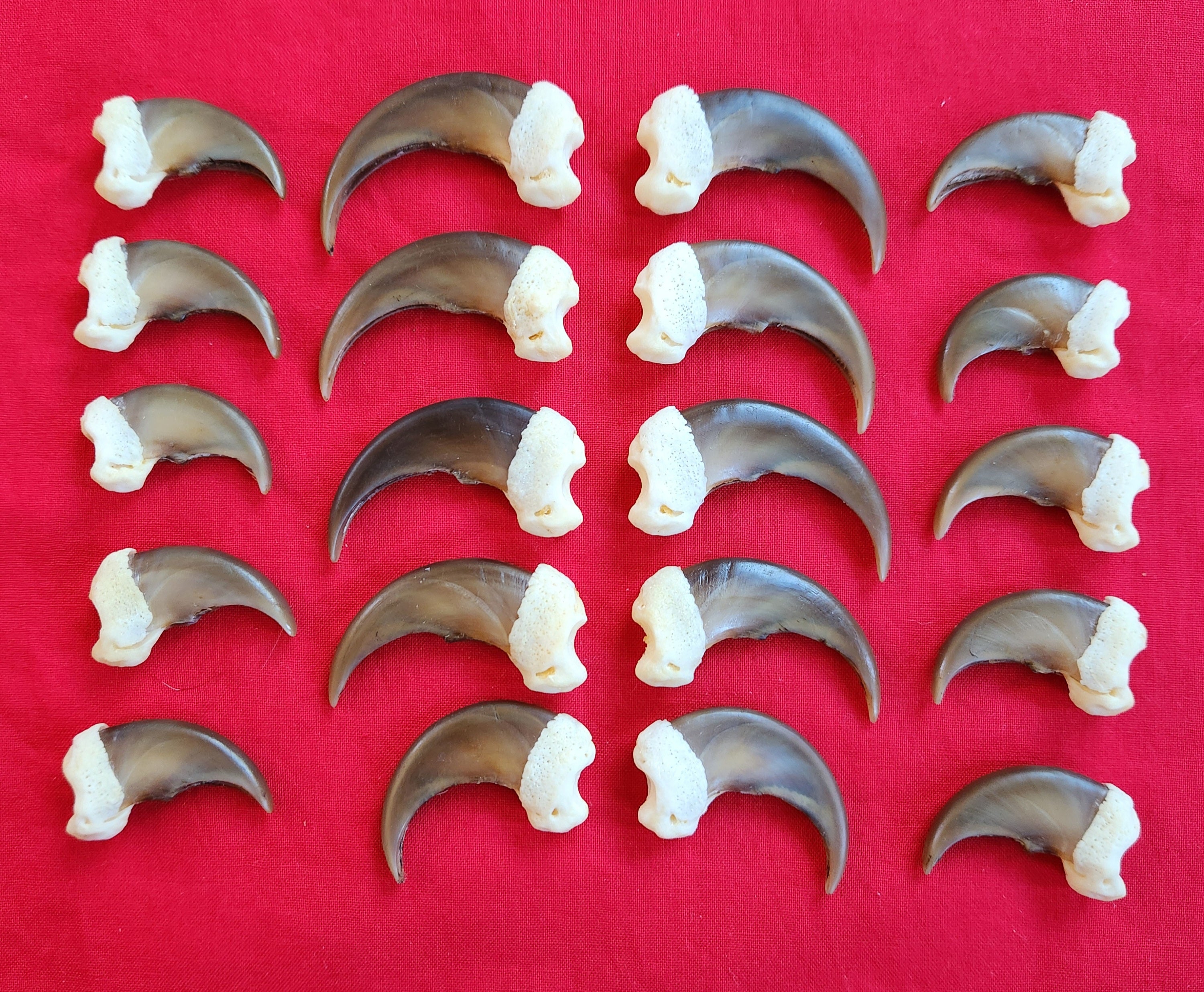 XXXL Black Bear Claws - Complete Set - Regular Color – THE IDAHO FUR SHACK