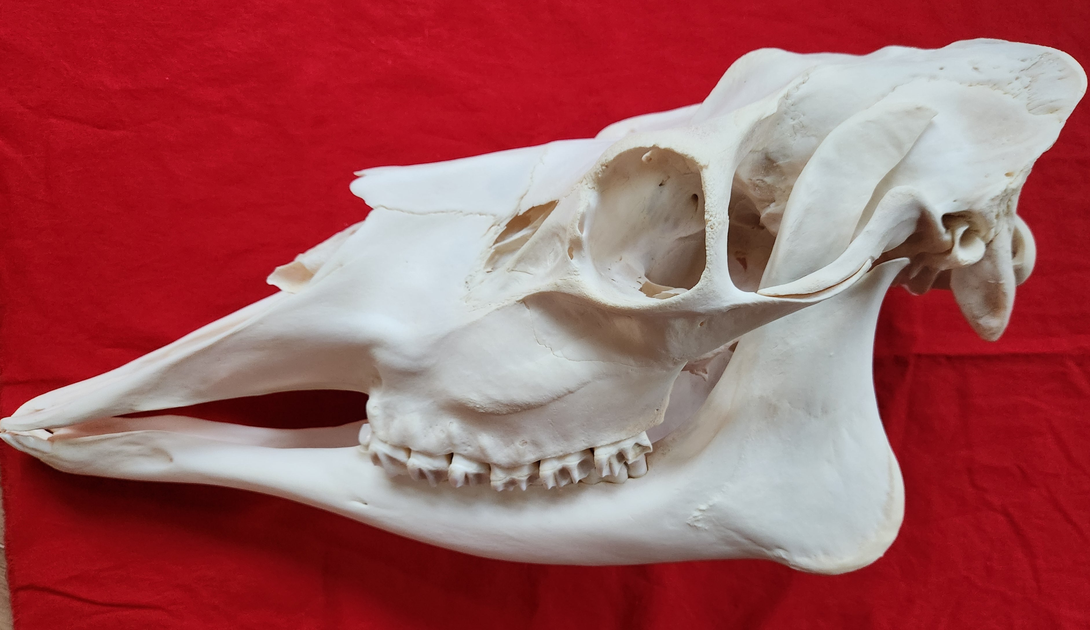 Cow Moose Skull - CMS1001 – THE IDAHO FUR SHACK
