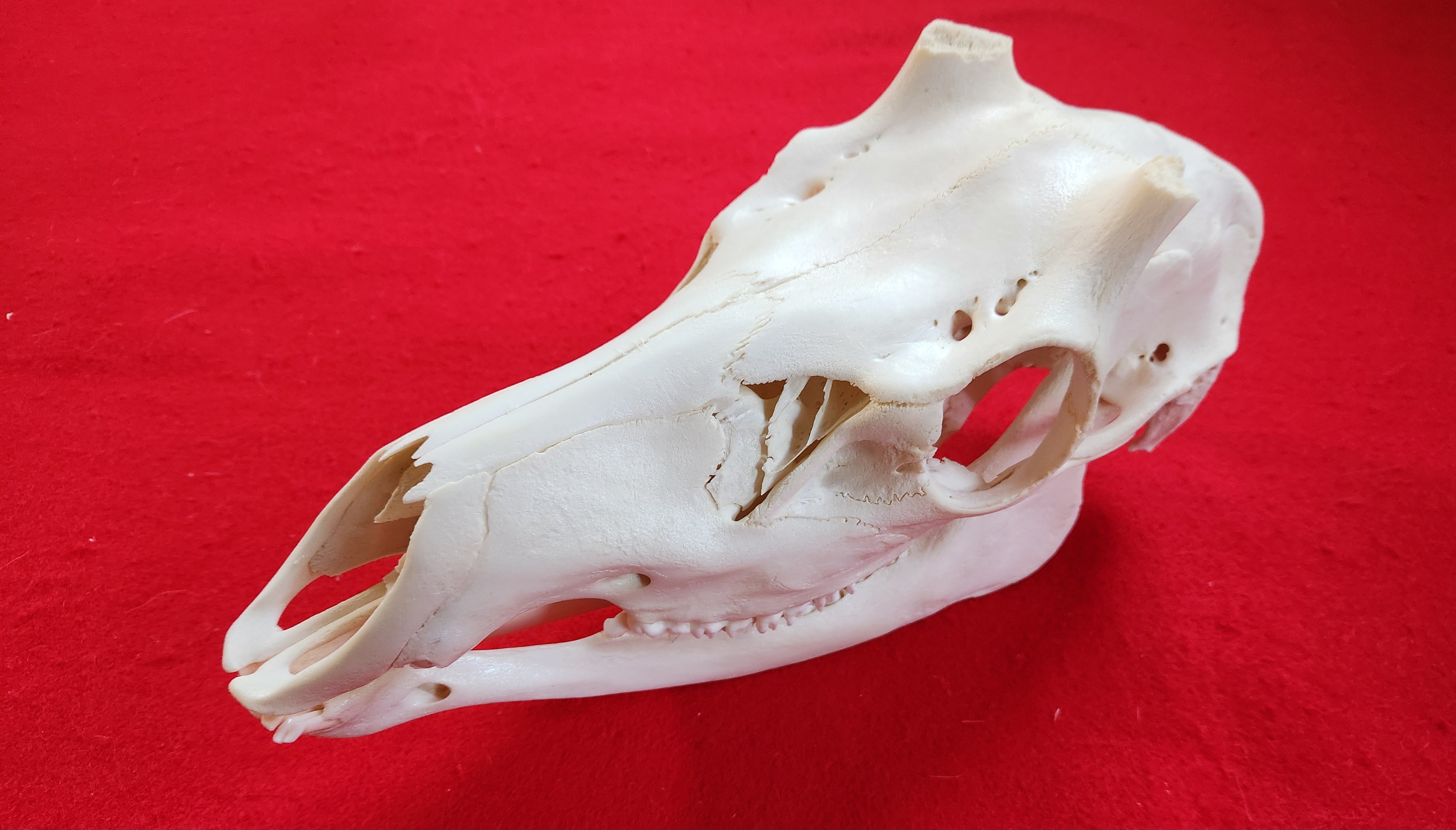 Bull Elk Skull - CES1003 – THE IDAHO FUR SHACK