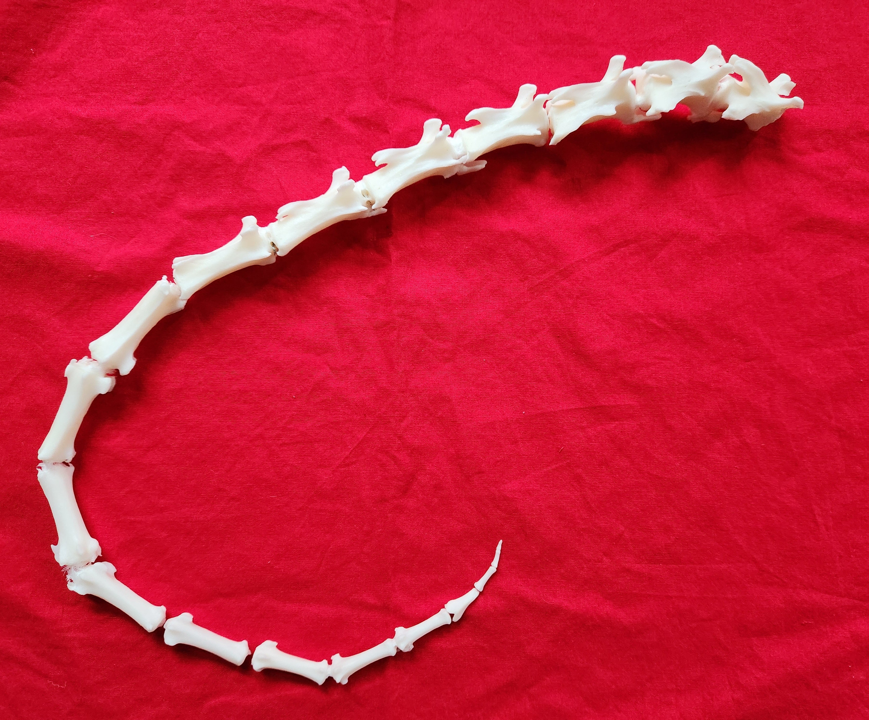 Cougar Tail Bones – THE IDAHO FUR SHACK