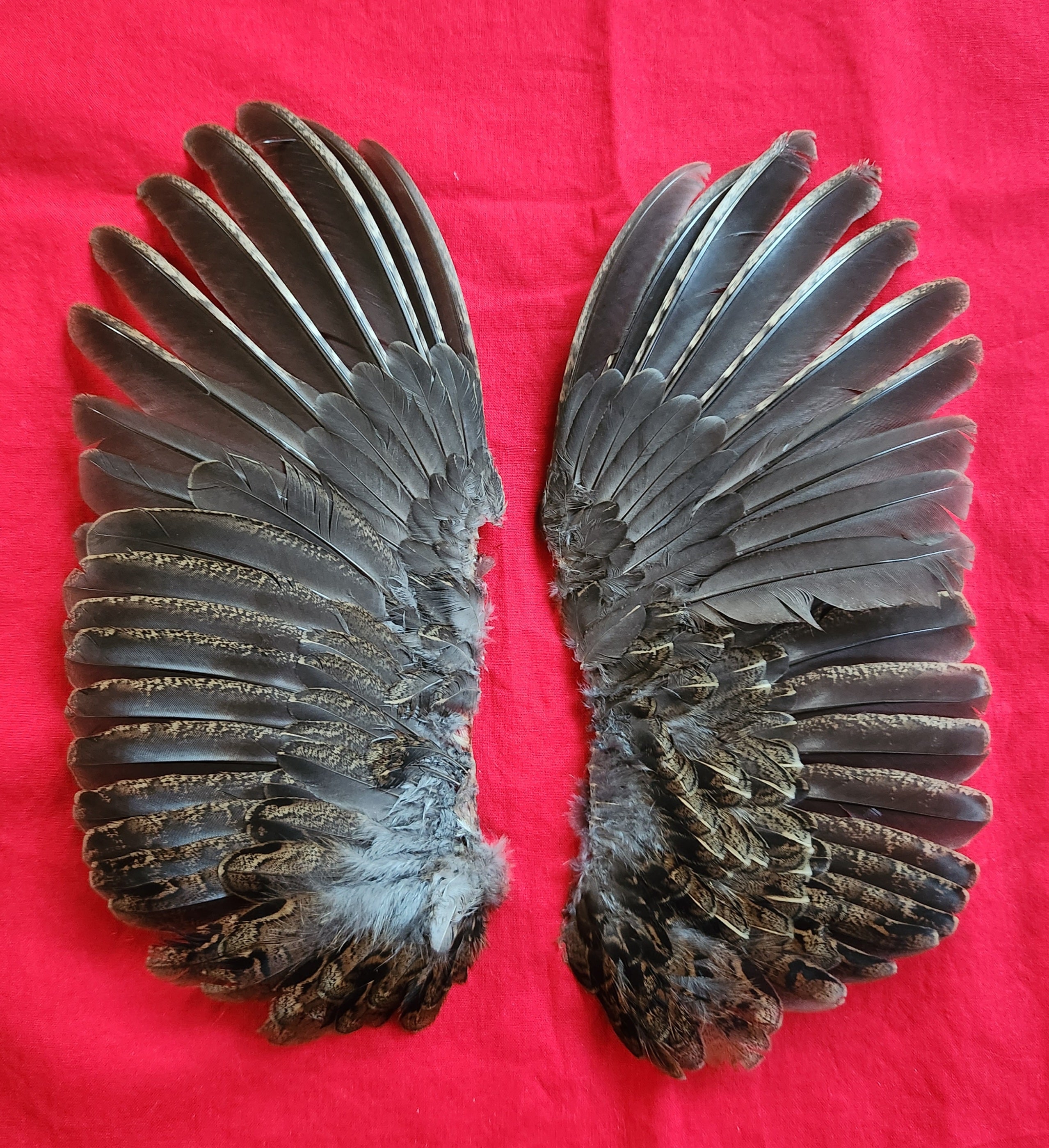 Ruffed Grouse Wings – THE IDAHO FUR SHACK