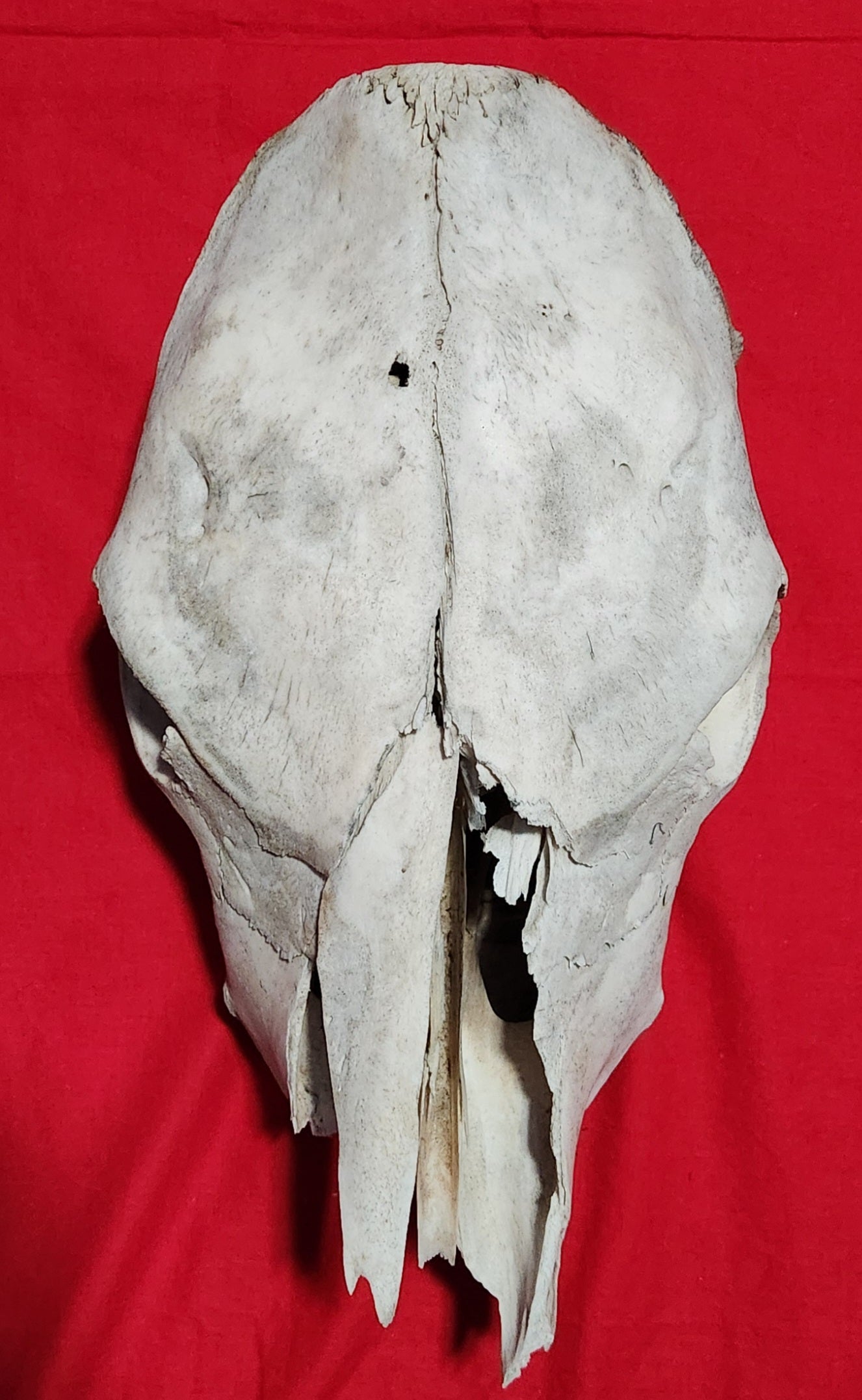 Beef (Cow) Skull - BES1005 – IFS