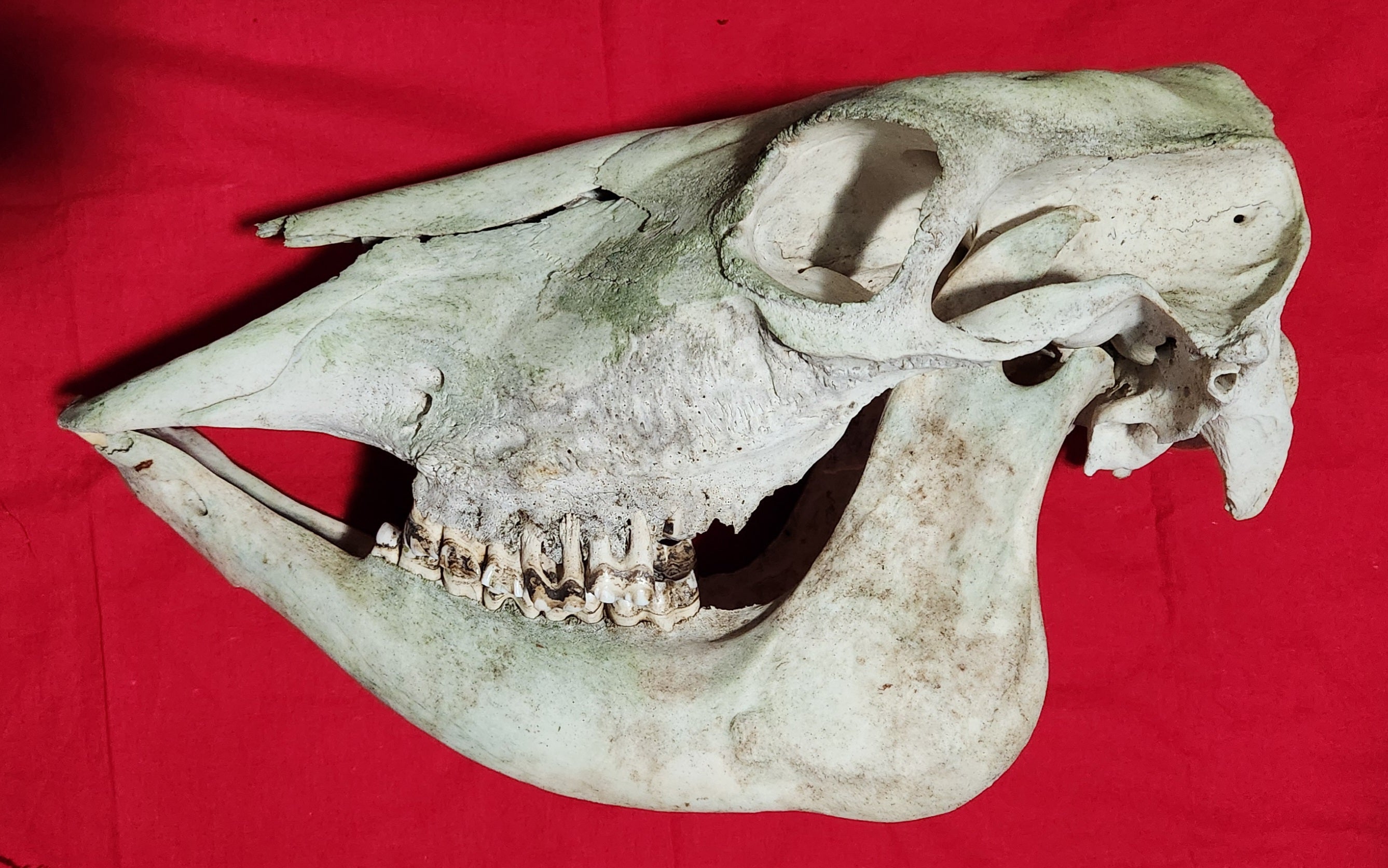 Beef (Cow) Skull - BES1004 – IFS