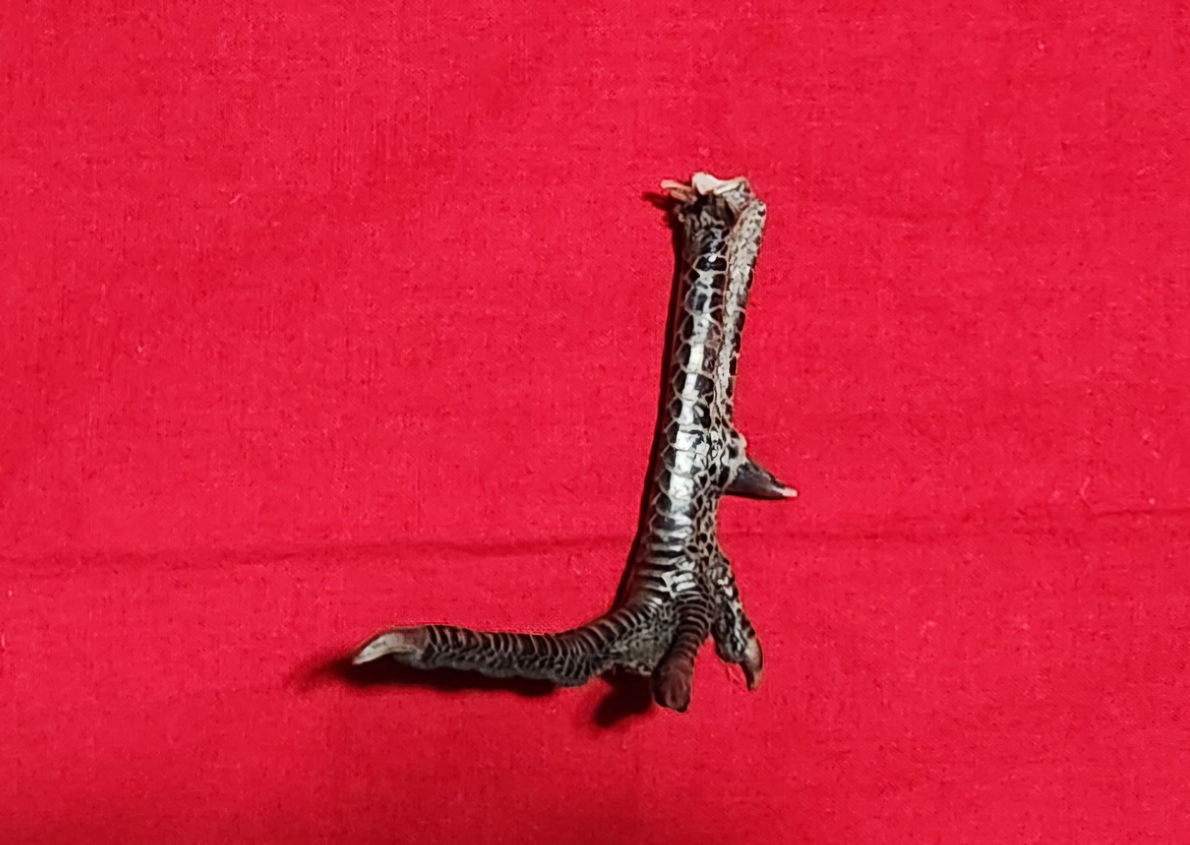 Ring-Necked Pheasant Feet – THE IDAHO FUR SHACK