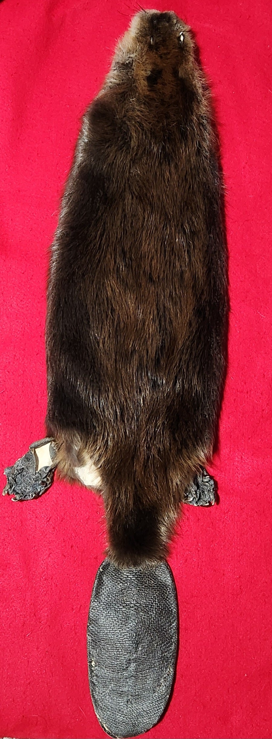 XL CASED Beaver - Taxidermy Quality - BVR1042 – THE IDAHO FUR SHACK