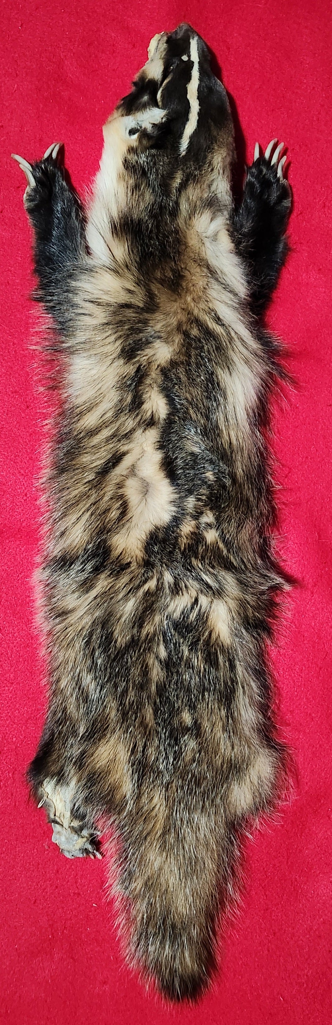 XL Badger - Taxidermy Quality - BDG1001 – THE IDAHO FUR SHACK