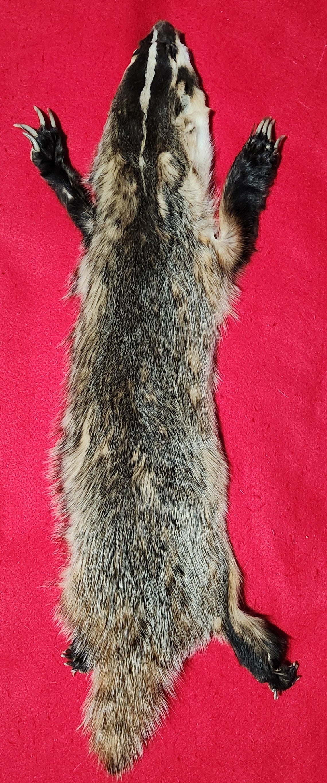 Large Badger - Taxidermy Quality - BDG1003 – THE IDAHO FUR SHACK