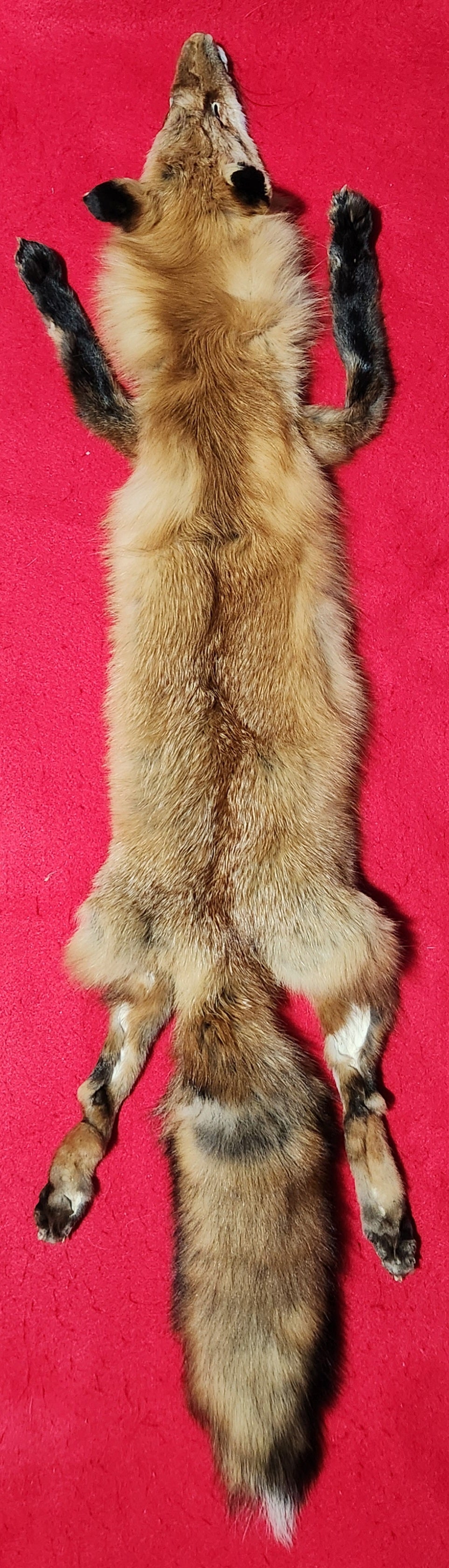 Large Red Fox - HAS FEET AND CLAWS - RFX1002 – THE IDAHO FUR SHACK