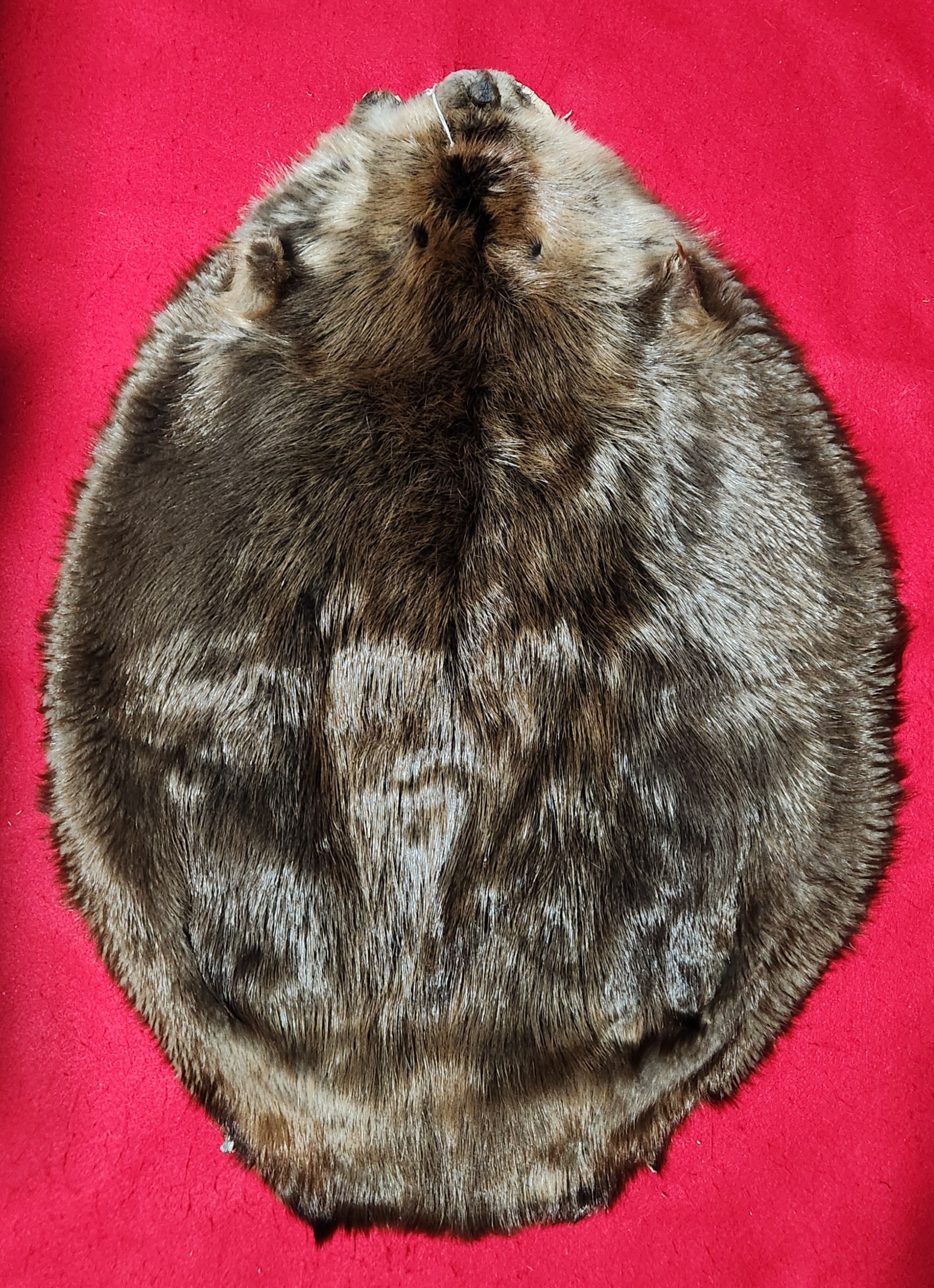 XL Beaver - BVR1071 – THE IDAHO FUR SHACK