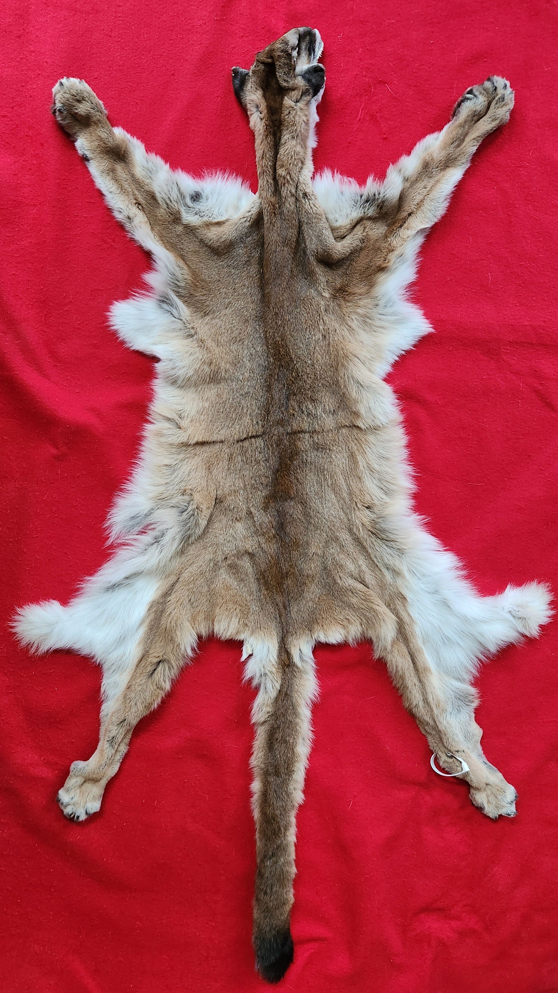 Idaho Mountain Lion Hide - Taxidermy Quality - MTL1018D – THE IDAHO FUR ...