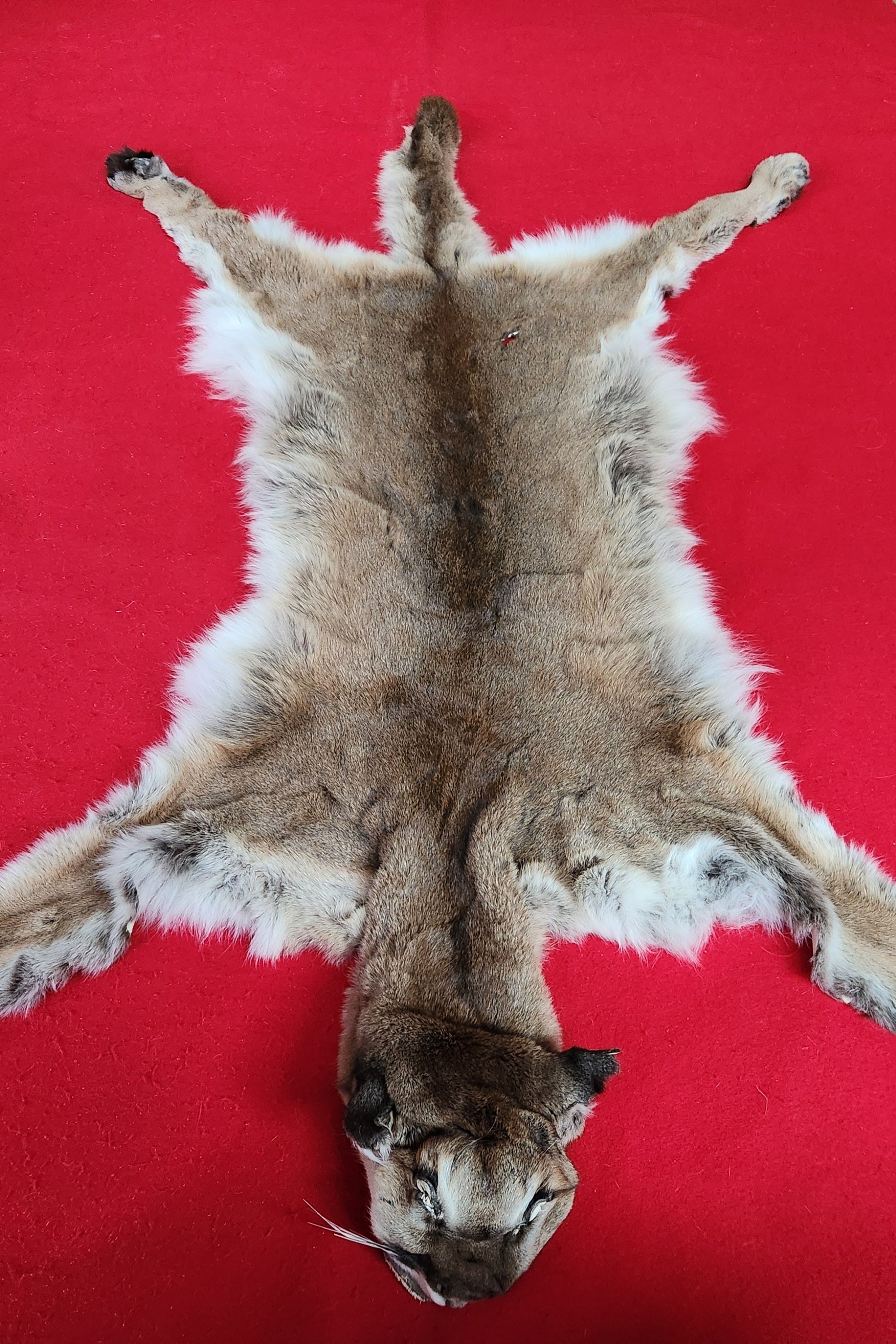 Mountain Lion Hide - HAS FEET - MTL1025 – THE IDAHO FUR SHACK