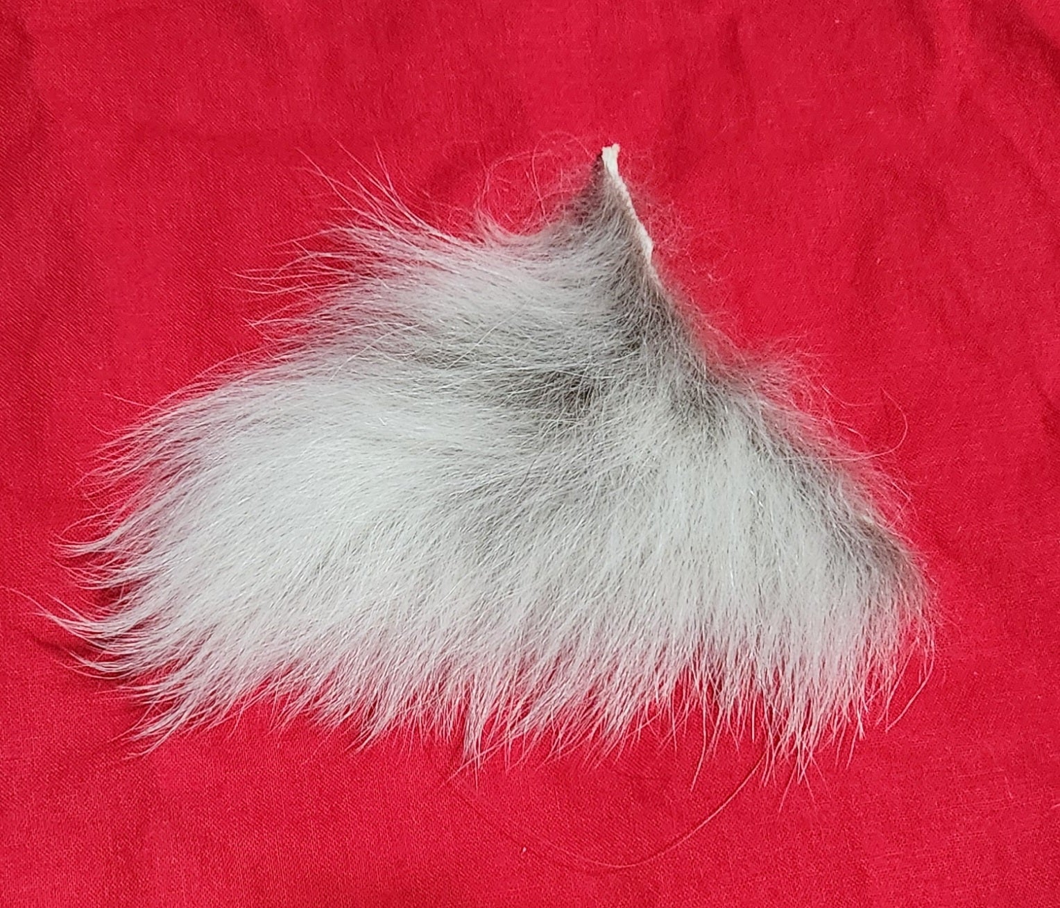 Mountain Lion Belly Fur - MTL1045 – The Idaho Fur Shack