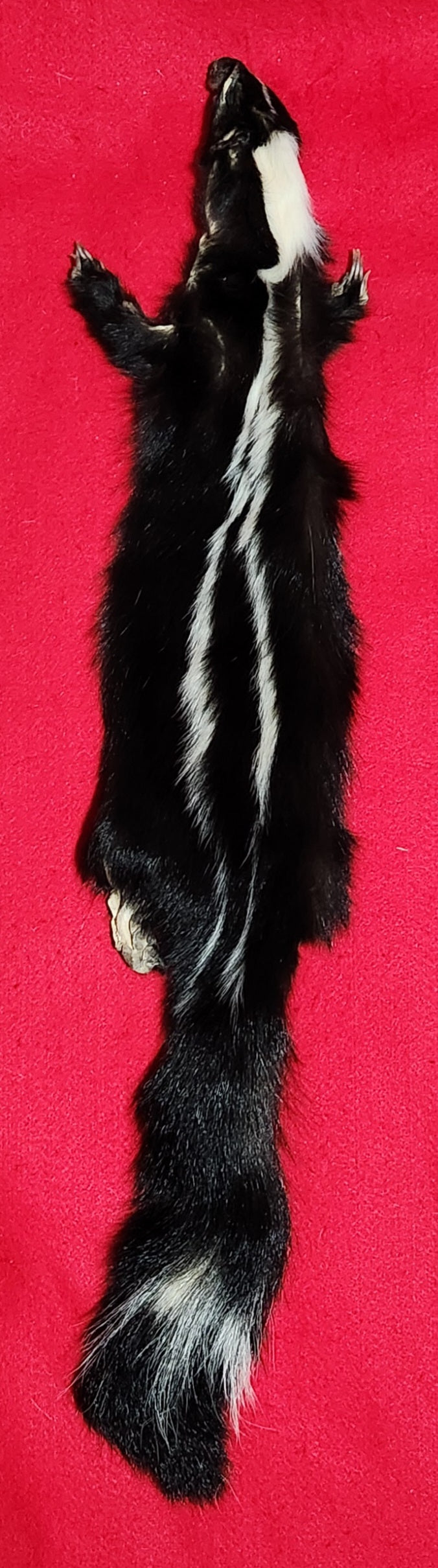 XL Skunk Hide - Taxidermy Quality - SNK1003 – THE IDAHO FUR SHACK