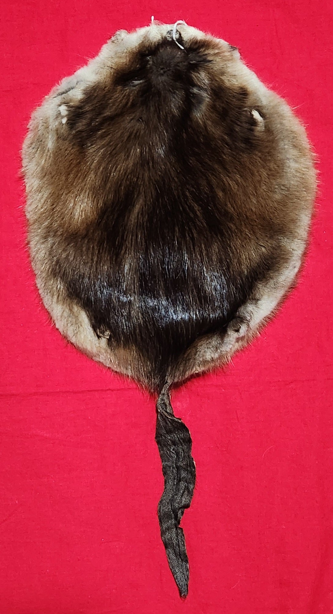 Round Idaho Muskrat Hides with Tails - MSK1006 – THE IDAHO FUR SHACK