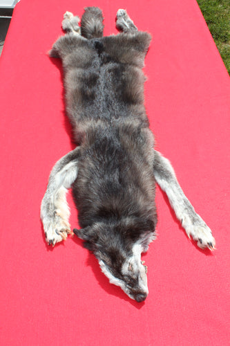 Wolf Hides – The Idaho Fur Shack