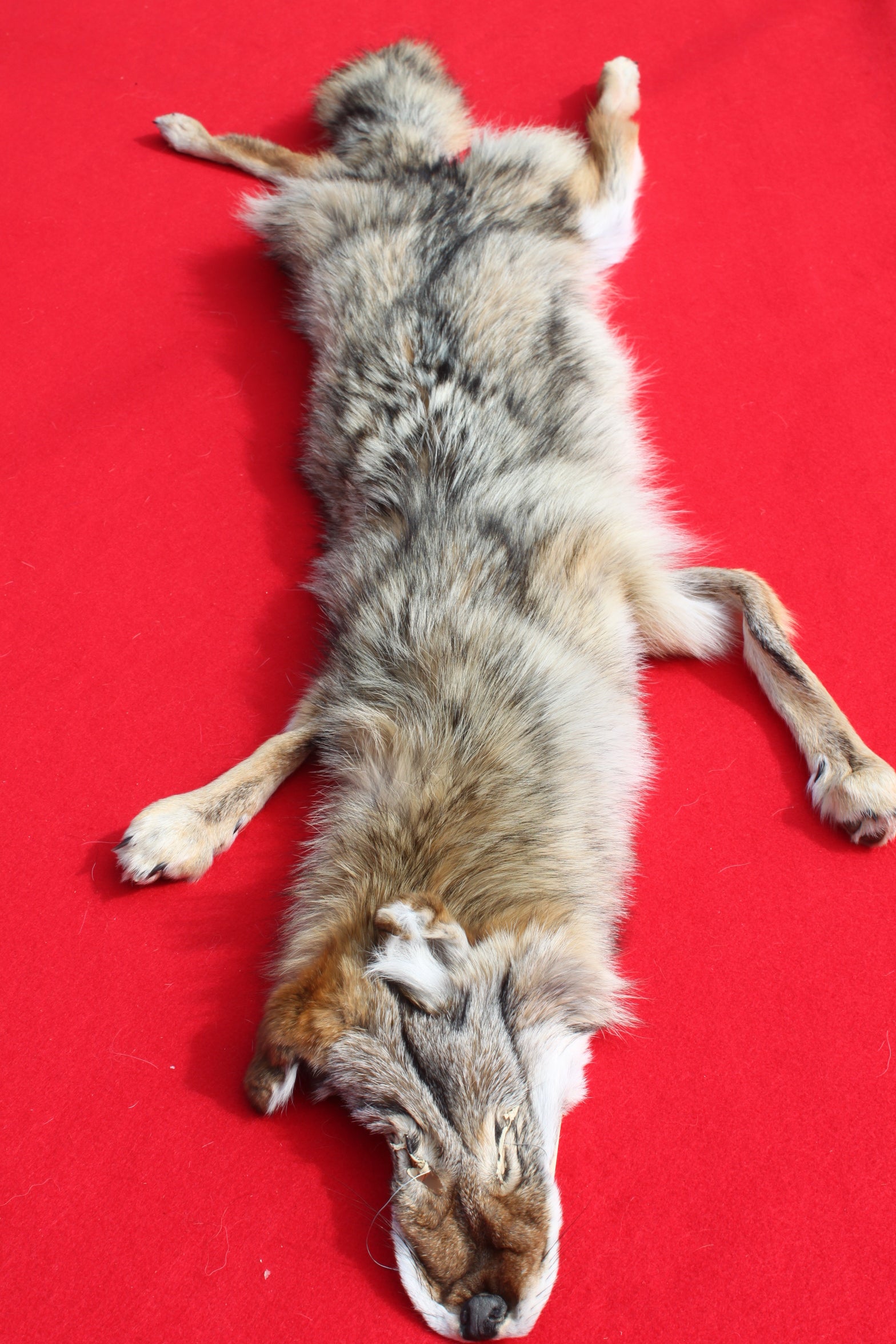 North Idaho Female Coyote w/ feet & claws COY1002 – THE IDAHO FUR SHACK