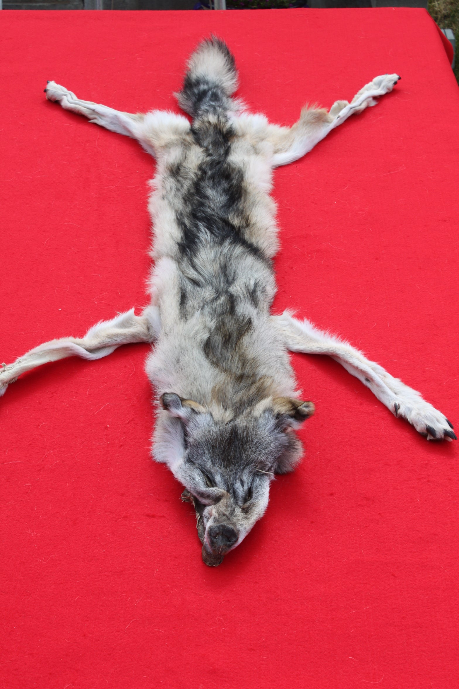 North Idaho Wolf - HAS FEET & CLAWS - WLF1017 – THE IDAHO FUR SHACK