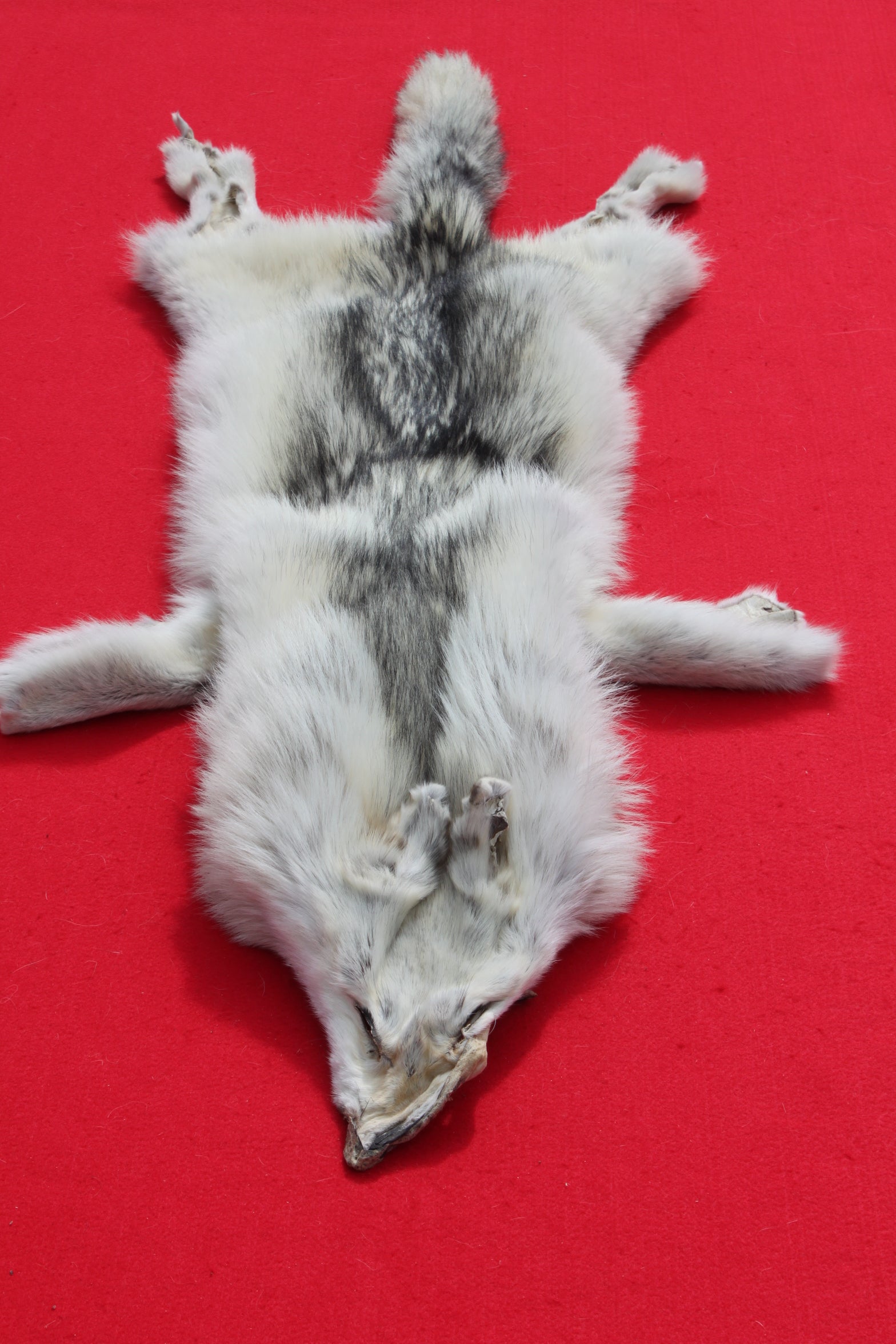 Canadian Arctic Wolf Hide - WLF1022 – THE IDAHO FUR SHACK