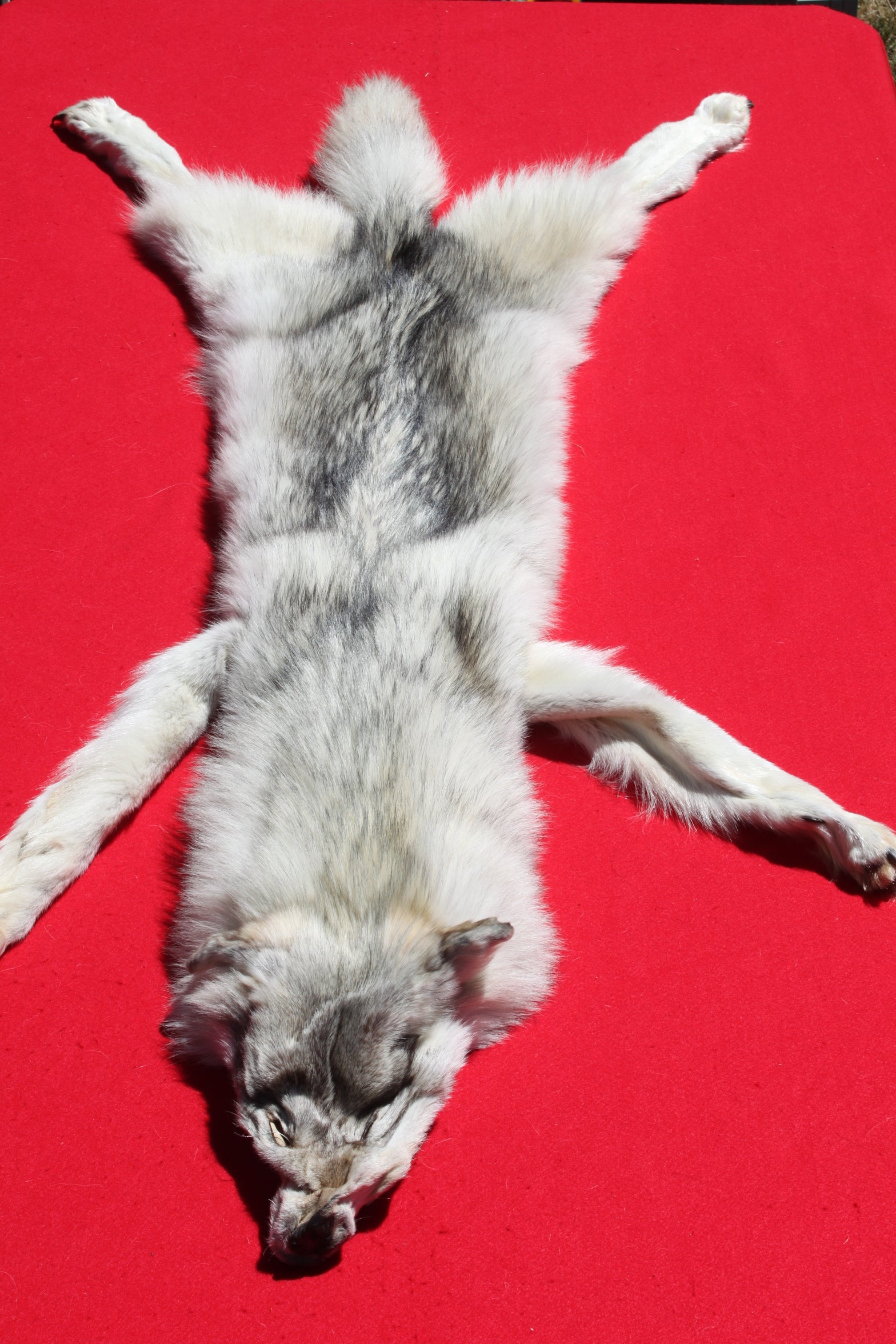 Canadian Arctic Wolf - Has FEET AND CLAWS - WLF1032 – THE IDAHO FUR SHACK