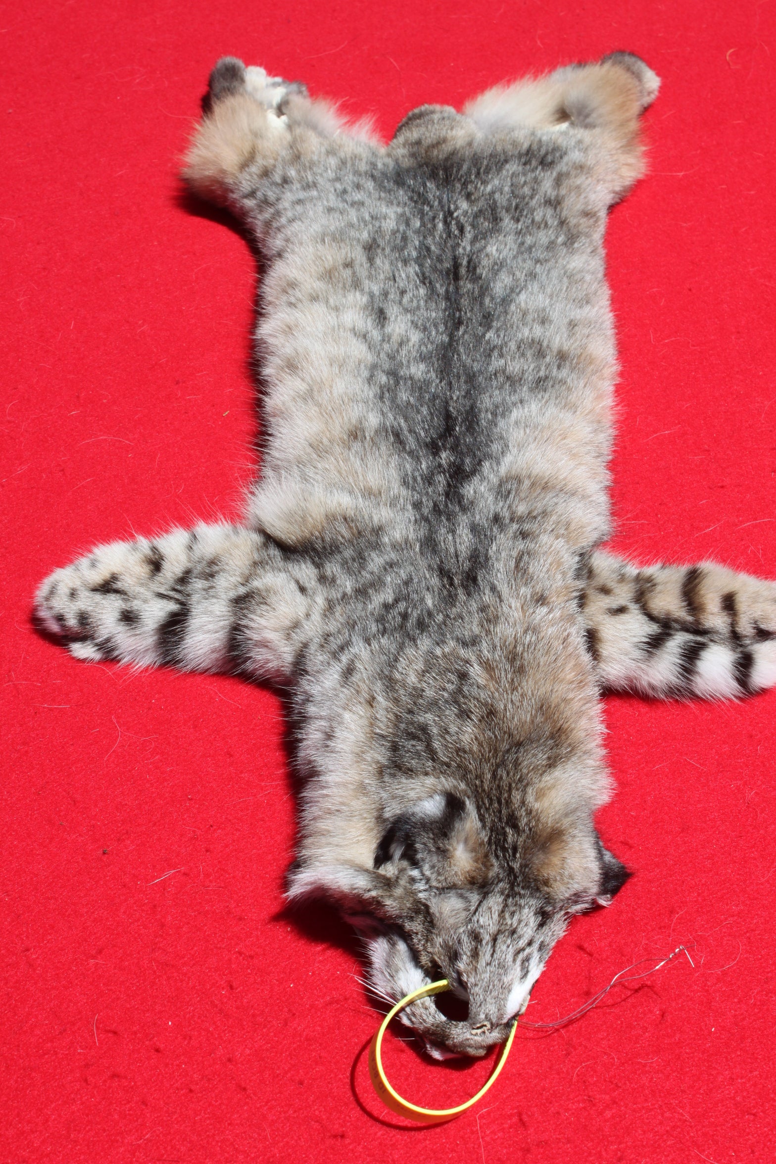 North Idaho Bobcat - 2024-83 – THE IDAHO FUR SHACK