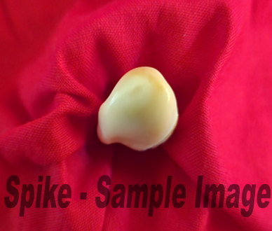 Spike Bull Elk Tusks/Canines – The Idaho Fur Shack