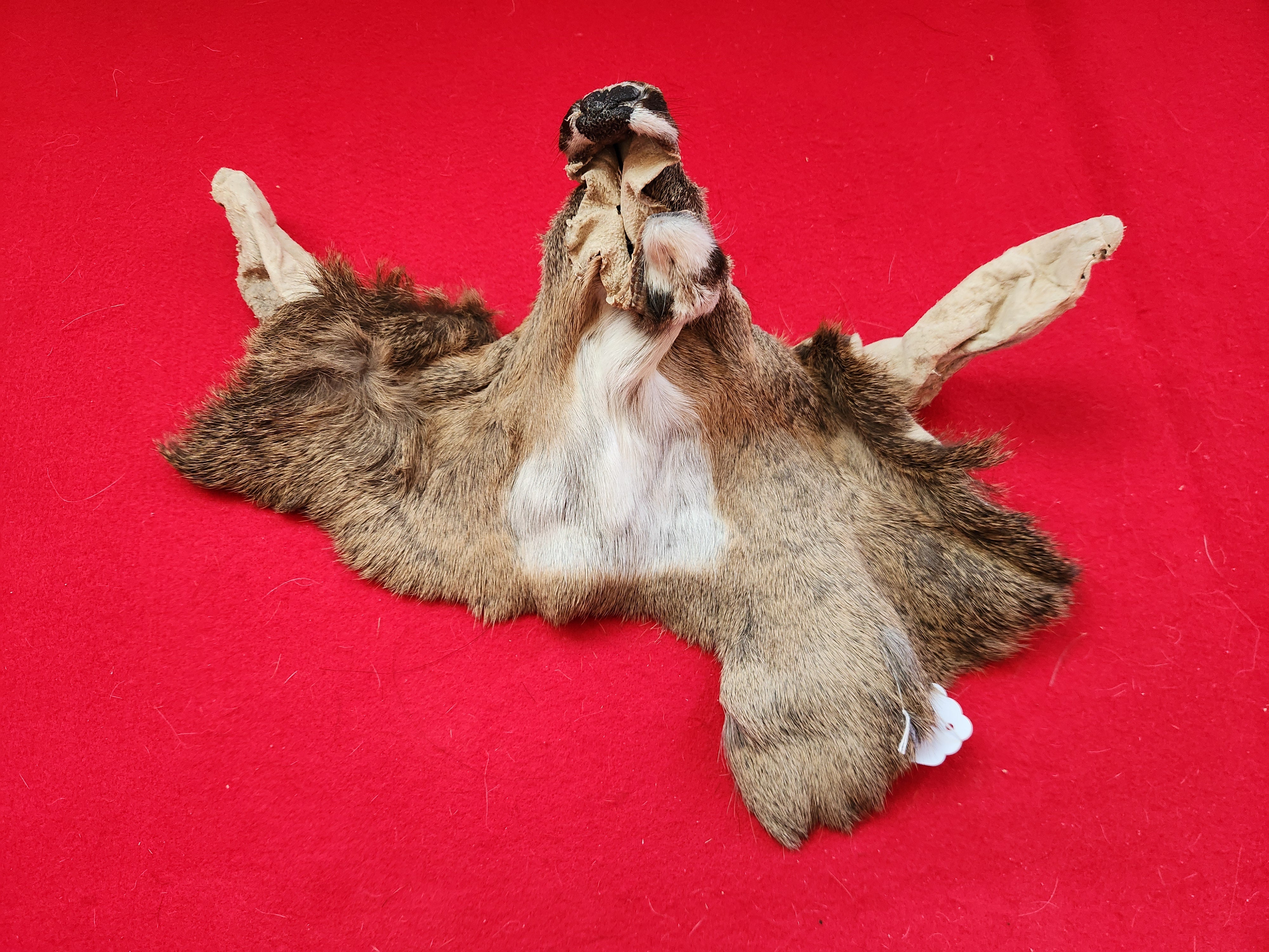 White-Tail Deer Head - Buck – THE IDAHO FUR SHACK