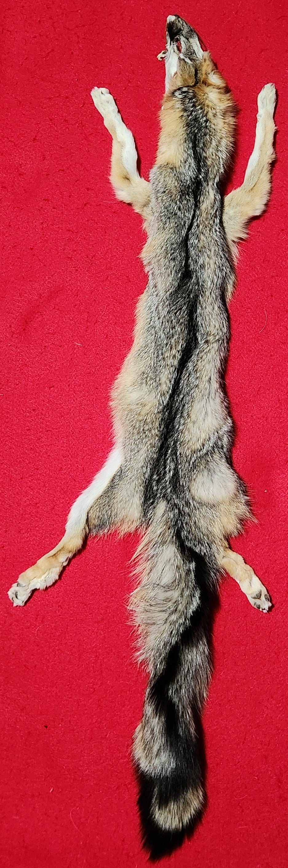 Grey Fox - HAS FEET AND CLAWS - GFX1003 – THE IDAHO FUR SHACK