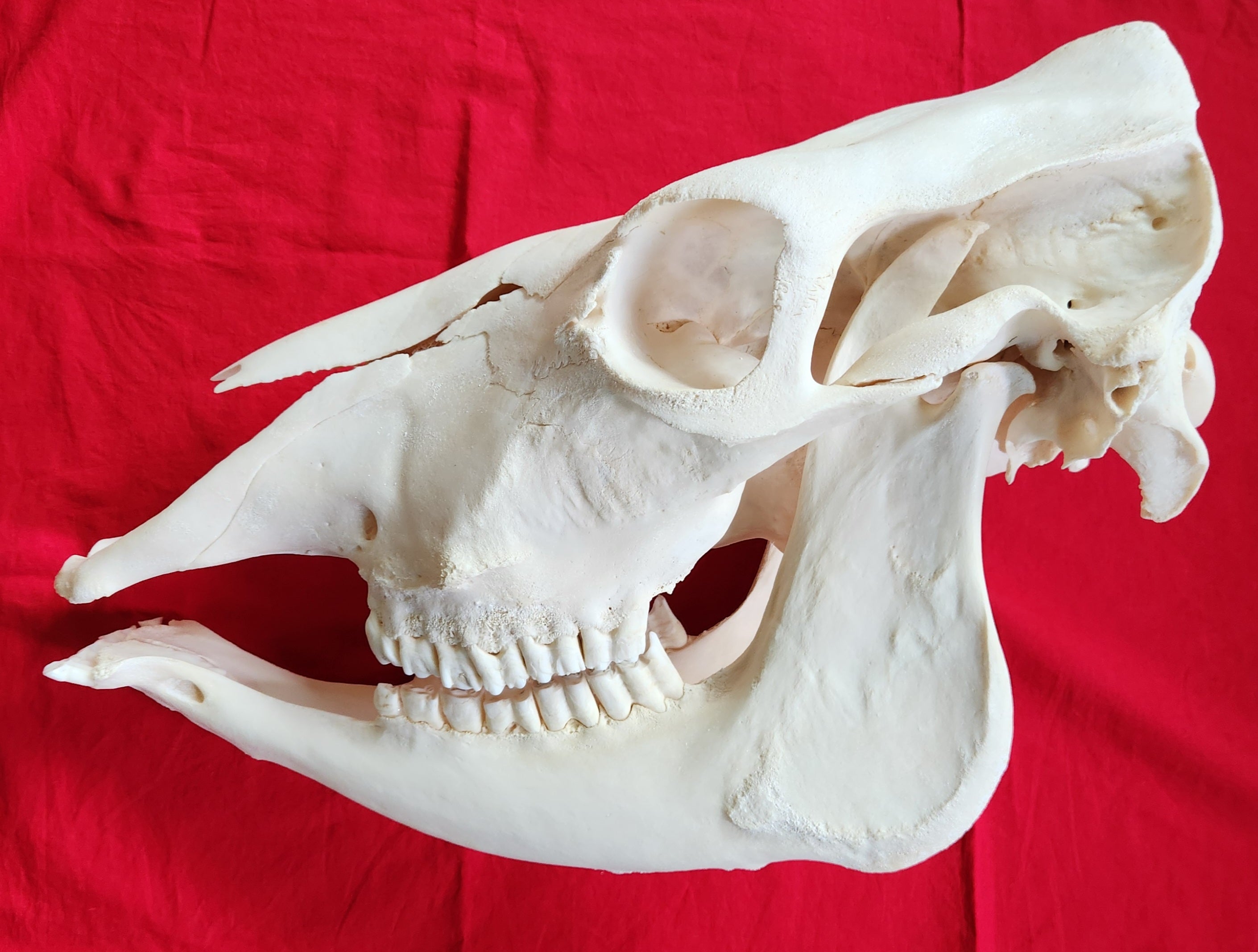 Beef (Cow) Skull - BES1006 – THE IDAHO FUR SHACK