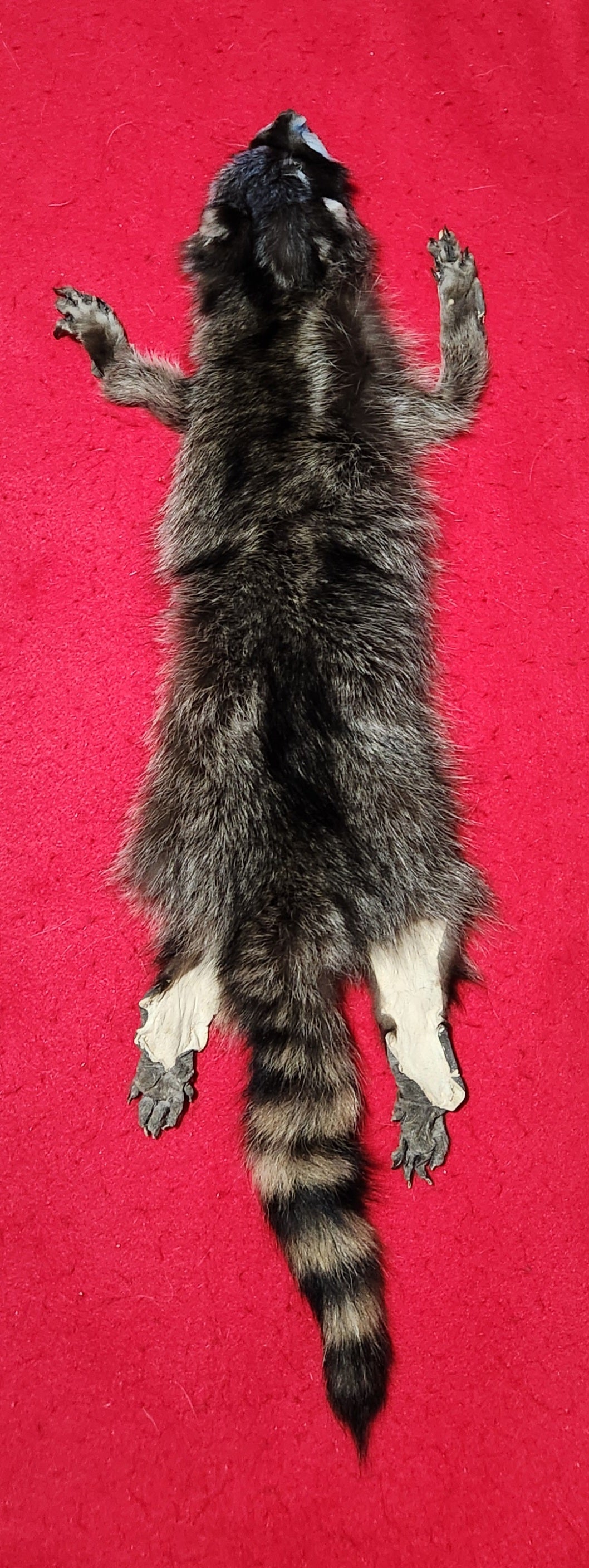 Small Raccoon Hide - HAS FEET AND CLAWS - RAC1017 – THE IDAHO FUR SHACK