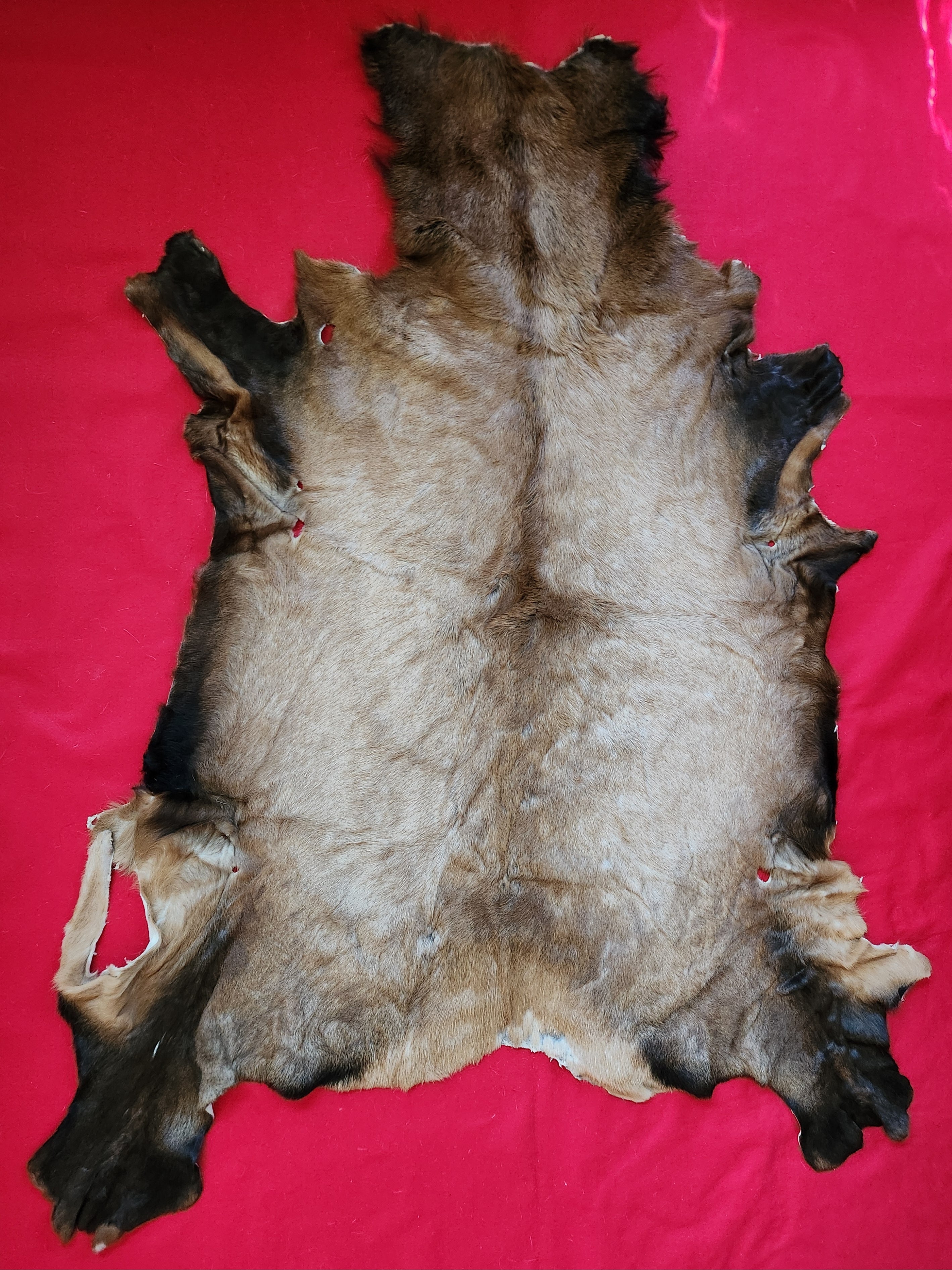 Bull Elk Hide - ELK1003 – THE IDAHO FUR SHACK