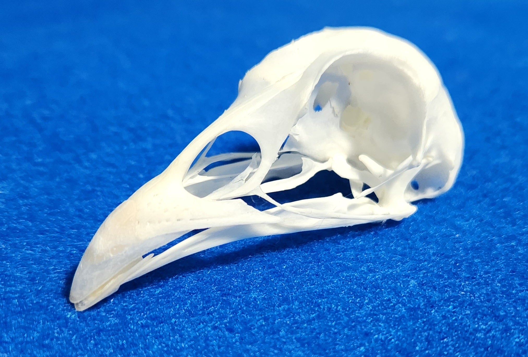 Ring-Necked Pheasant Skull – THE IDAHO FUR SHACK