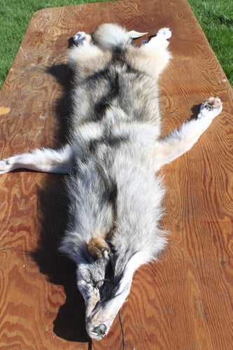 Wolf Hides – The Idaho Fur Shack